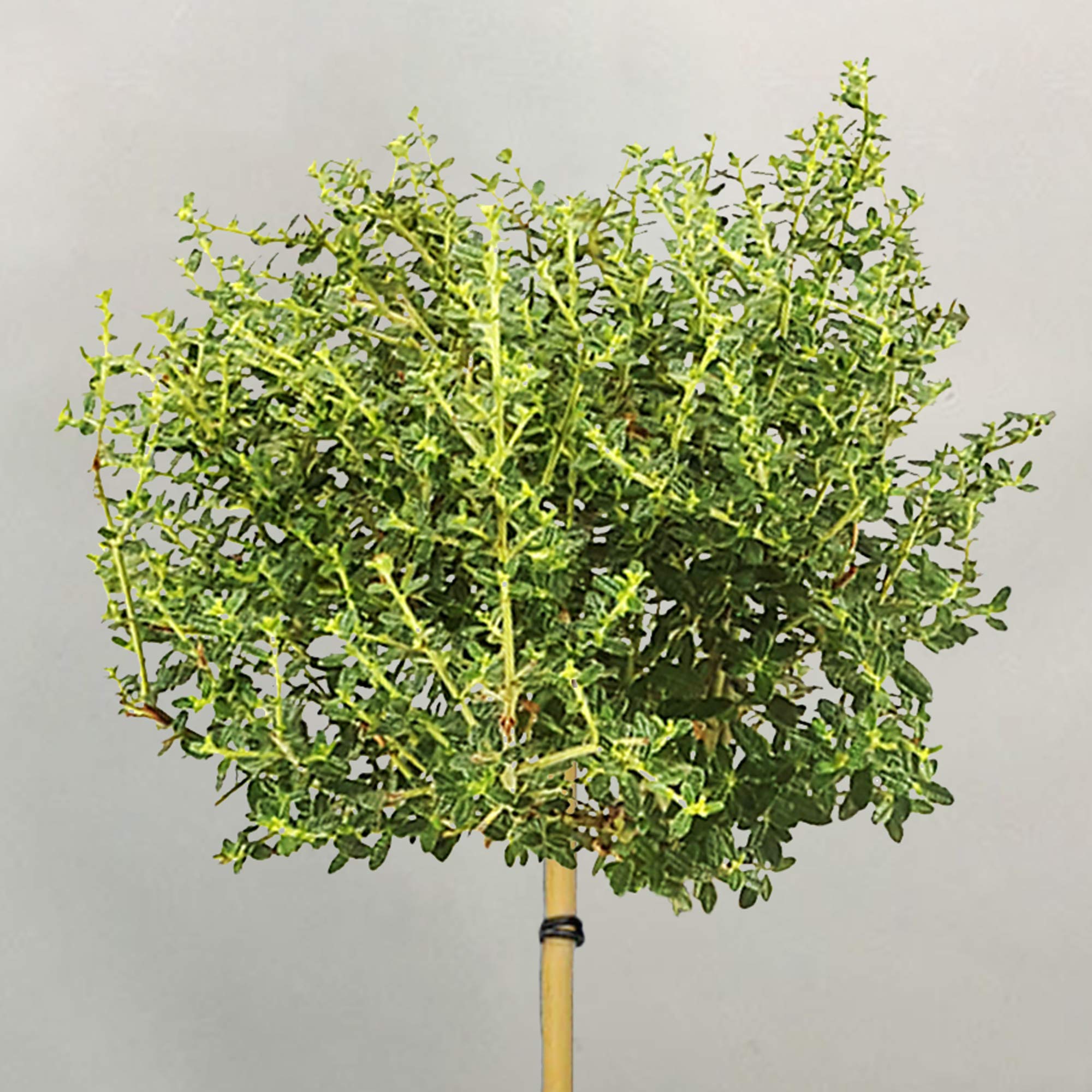 California Ornamental Trees California Native Trees Southern