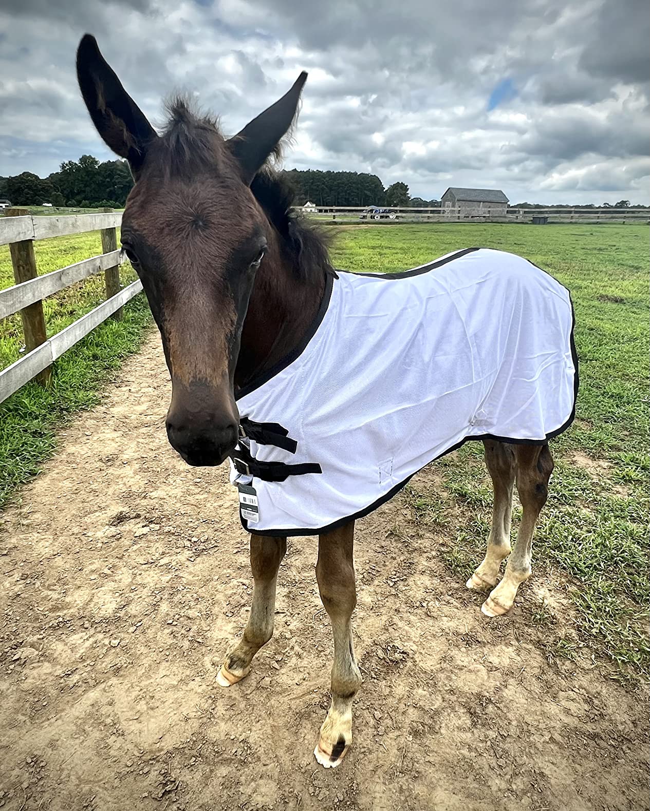 Amazon.com: Tough 1 Deluxe Miniature Fly Scrim Sheet : Pet Supplies