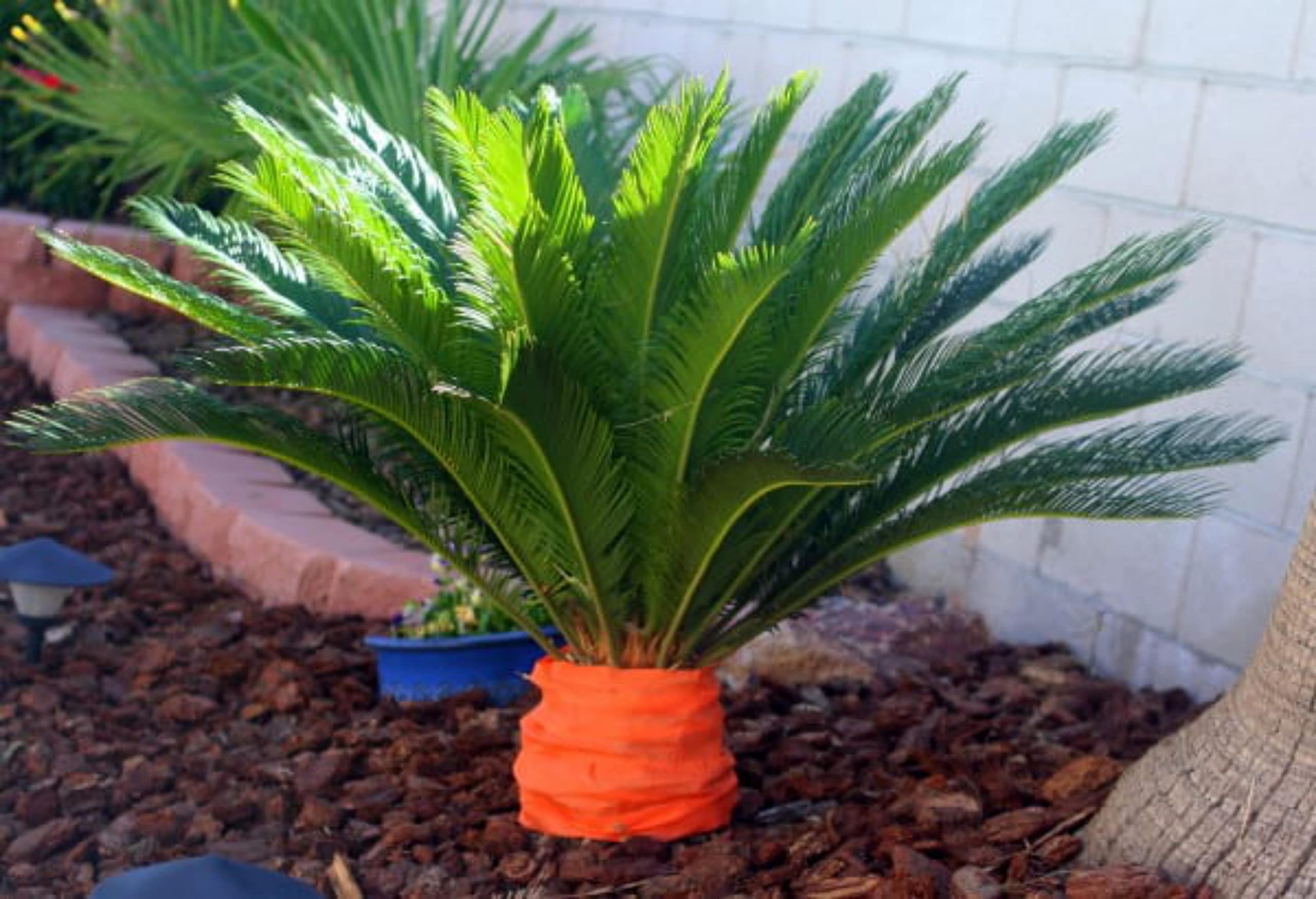 Mohomaya Beautiful Gardening Cycas Plant [A3] - |Cycas_Plant_[A3 ...