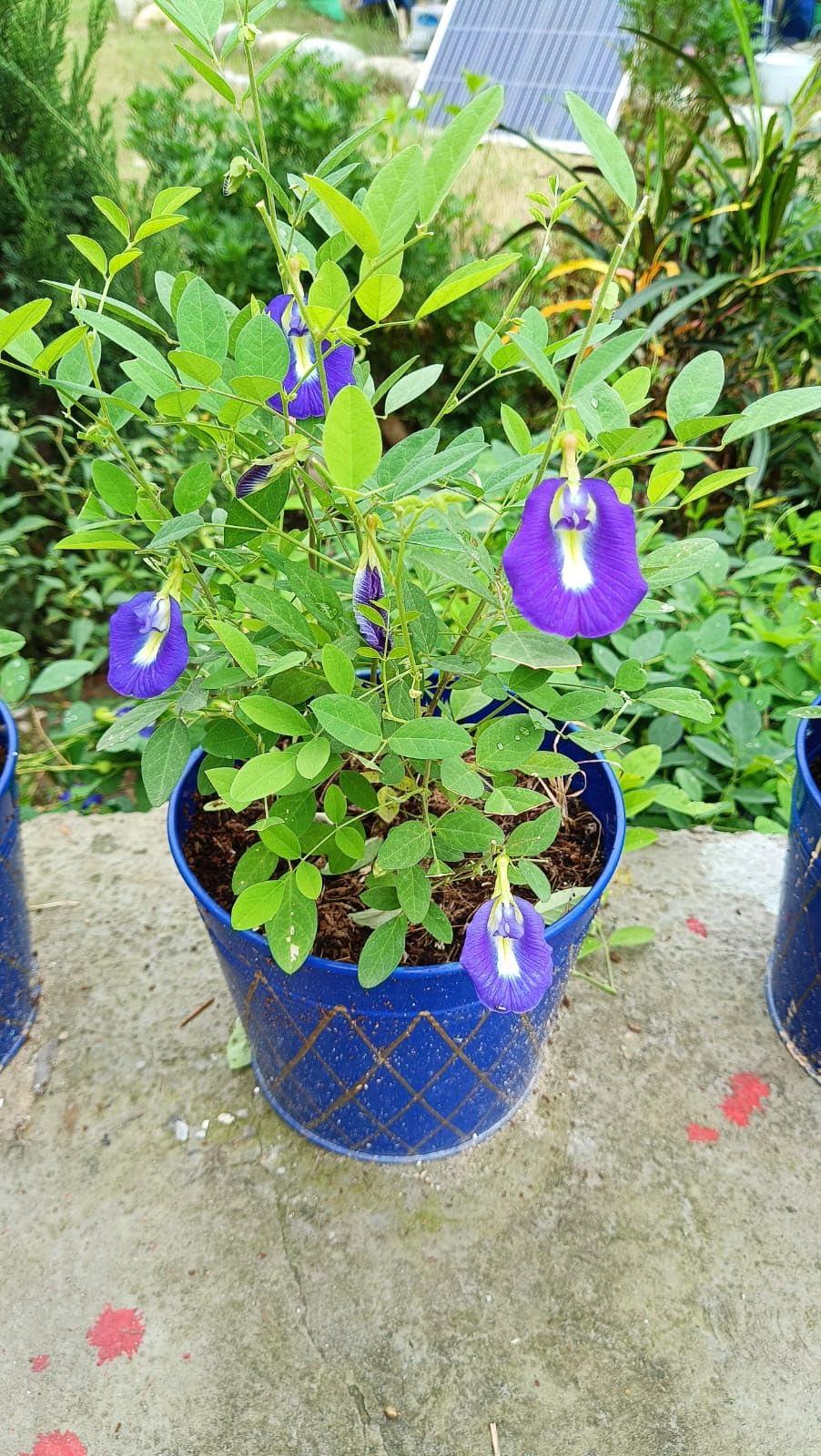 B.L.C - (40 seeds) Butterfly Pea Flower Seeds Clitoria Ternatea Seeds ...