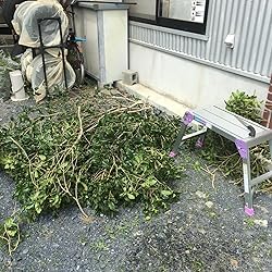 Amazon | 千吉 ハンディラチェット剪定はさみ SGP-34R | 園芸用はさみ