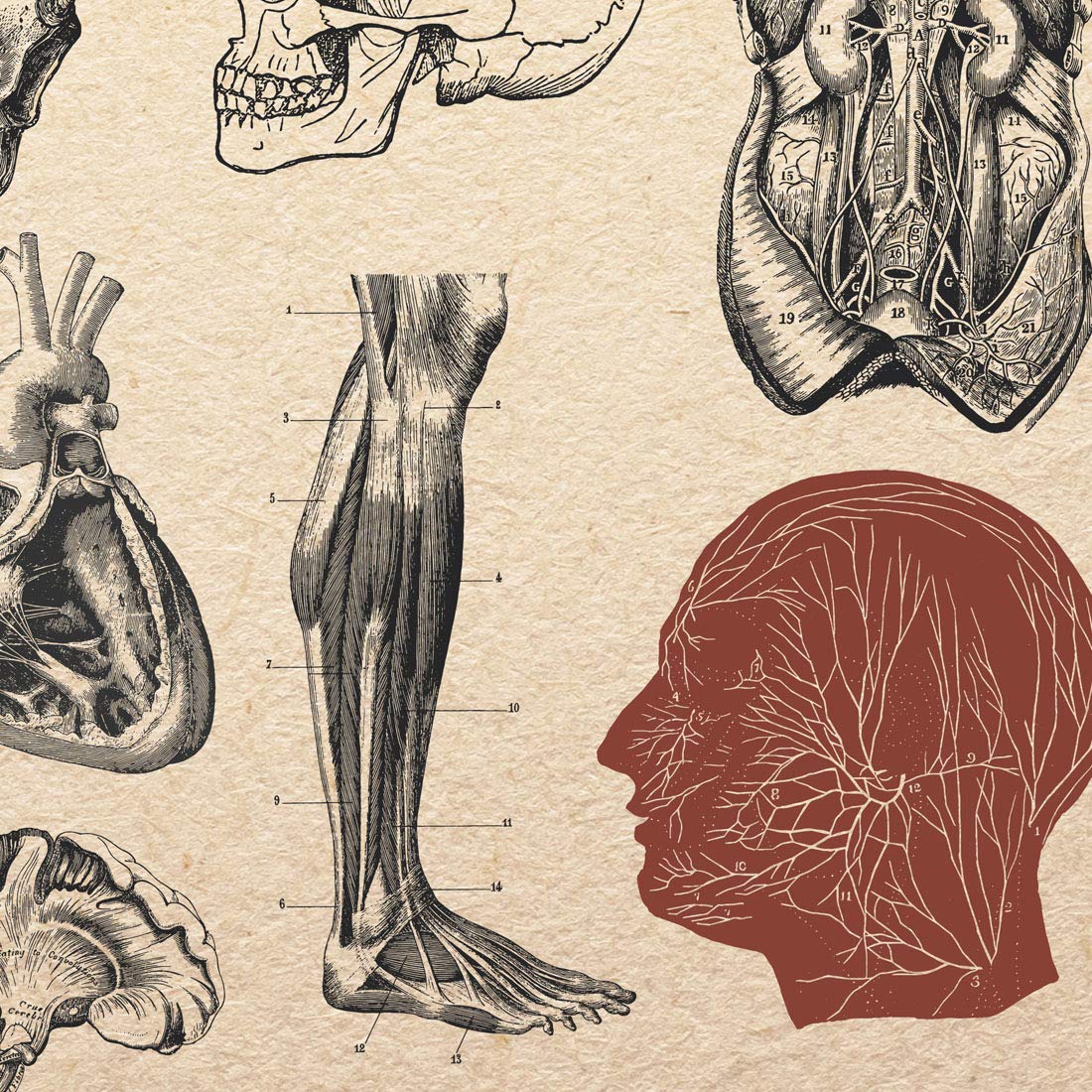 Old Anatomy Sketch Science And Anatomy Prints And Drawings