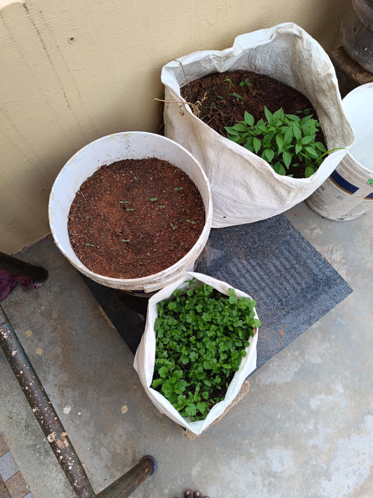 SRI SAI FORESTRY Vermicompost 1 kg | Vermi Compost for Plants | Soil ...