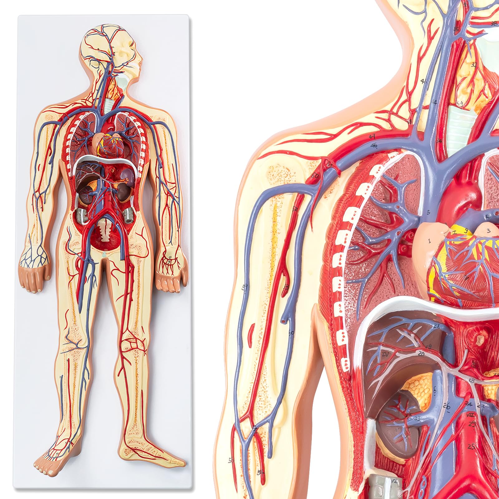 Snapklik.com : Half Life Size Human Circulatory System Anatomy Relief ...