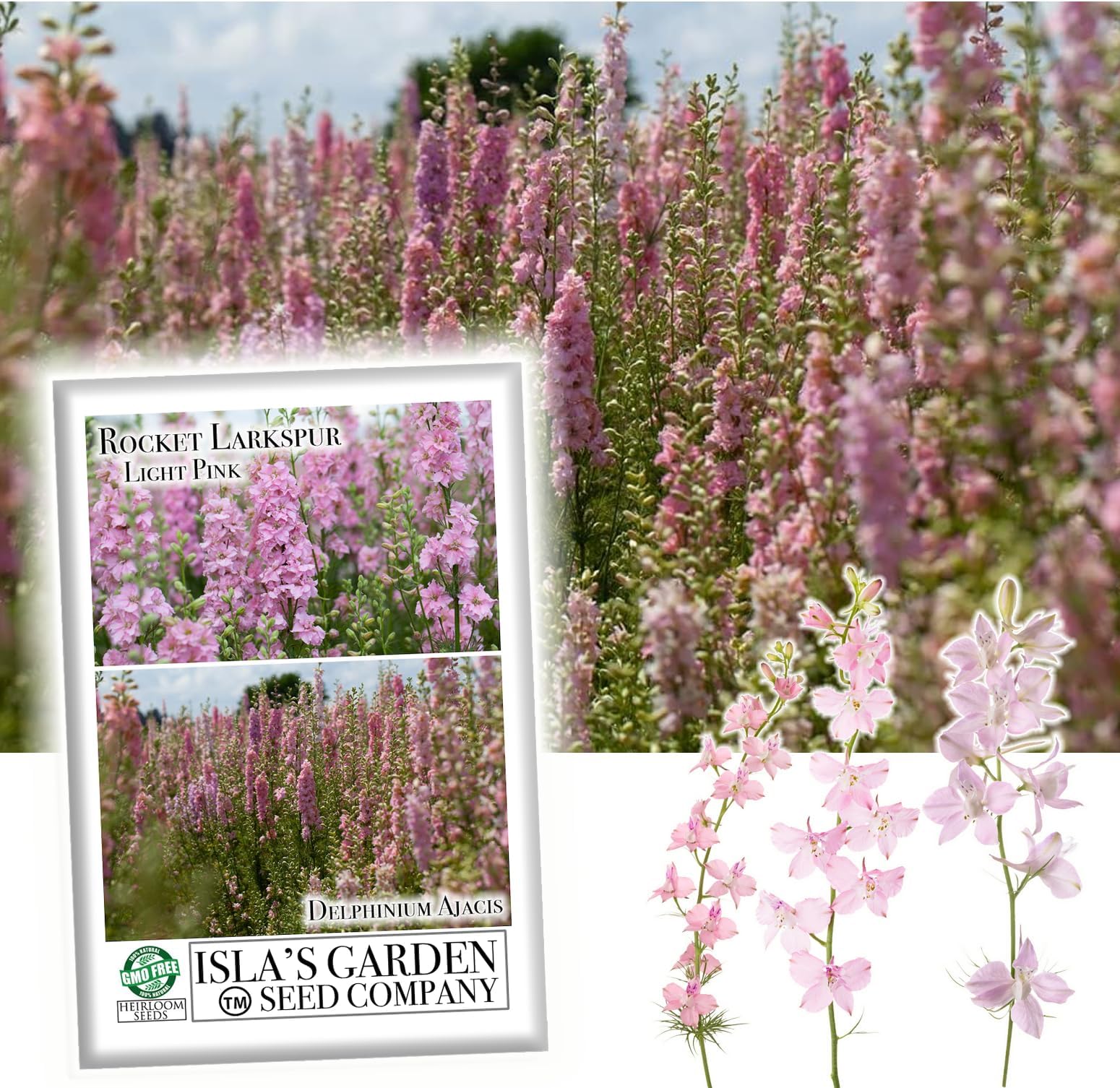 Amazon.com : Larkspur Rocket Light Blue Flower Seeds, 250+ Seeds Per ...