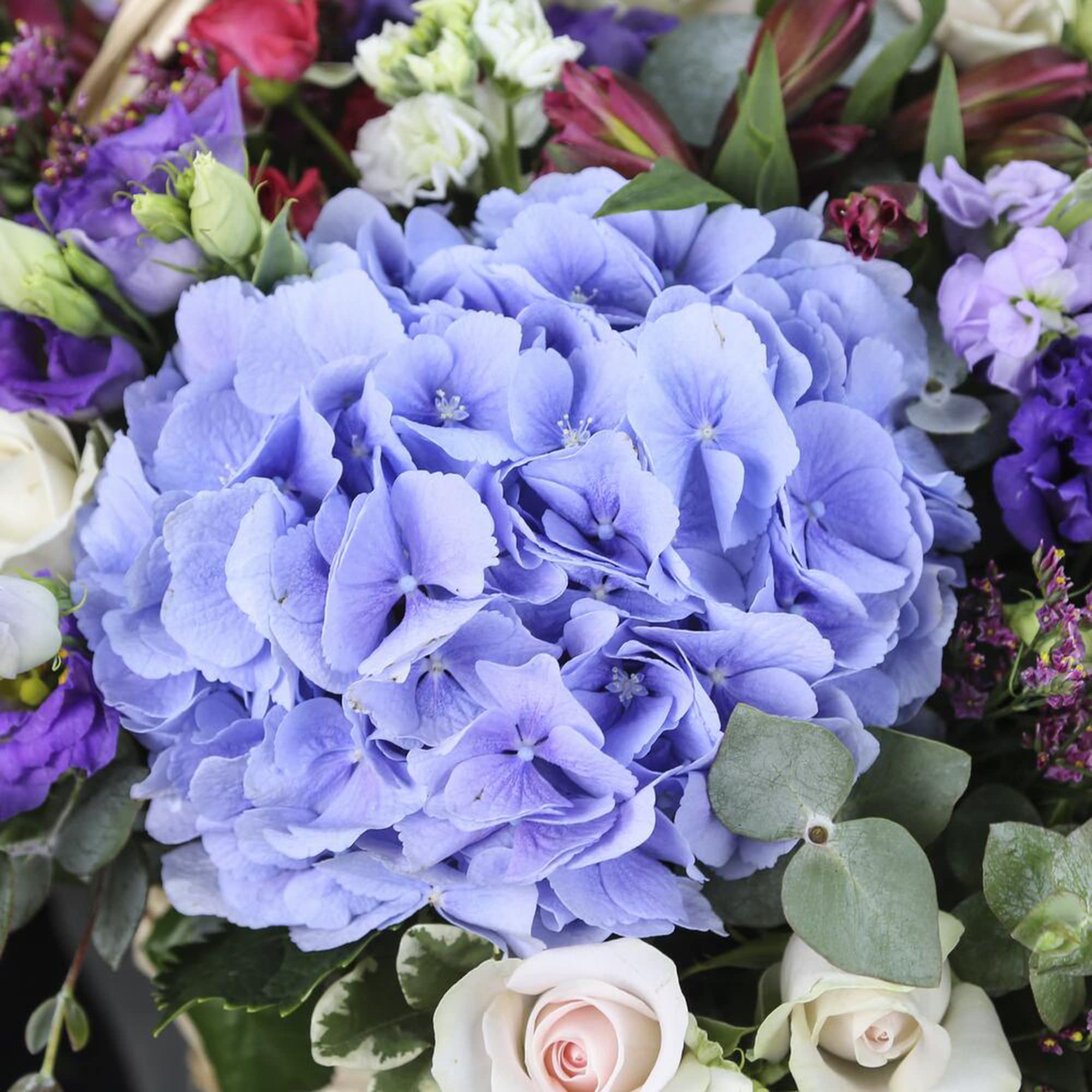 Amazon.com : Blue Geranium Seeds Hardy Perennial Plant Attract ...