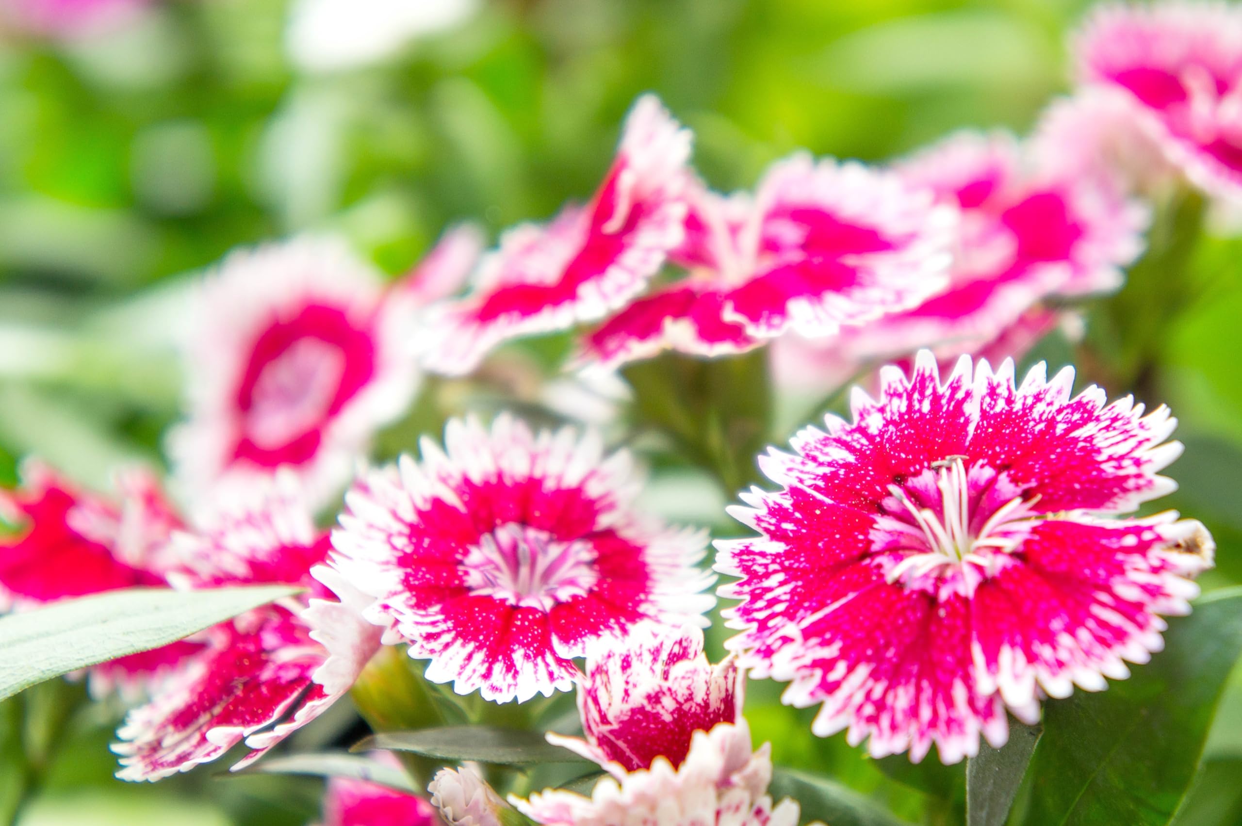 Amazon.com : Sweet William Wee Willie Flower Seeds - 0.25 Grams : Patio ...