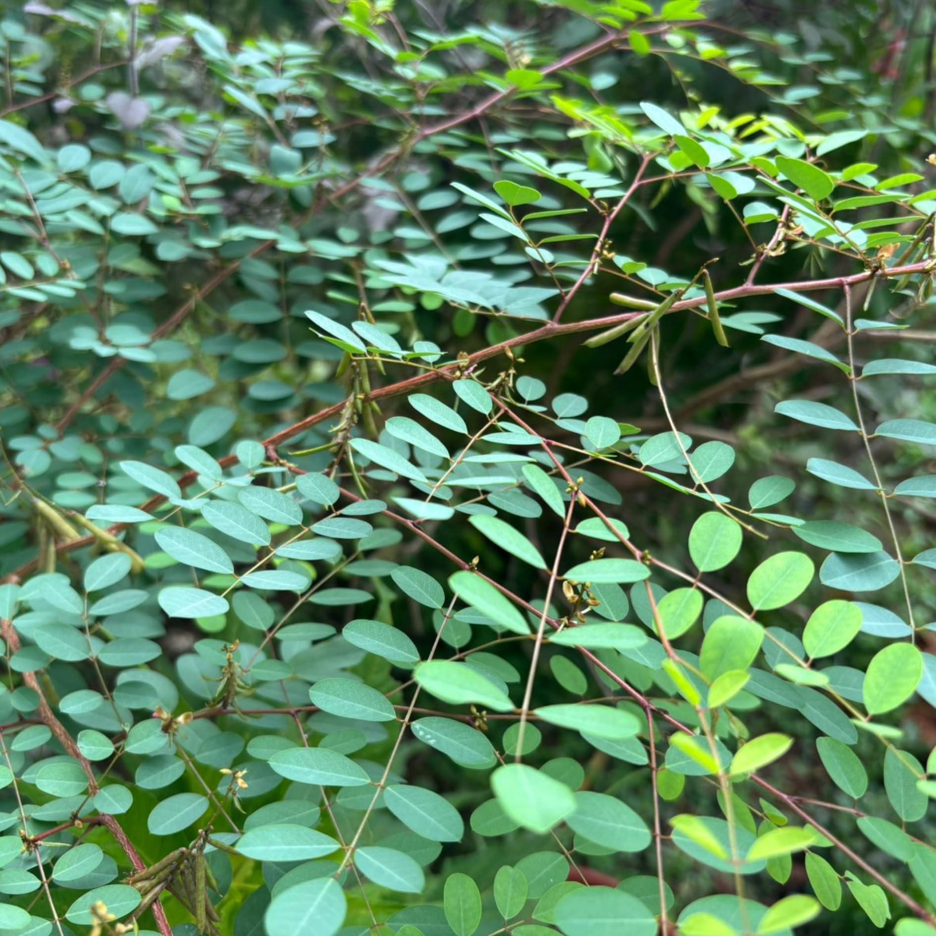 Indigo Dye Plant What I Know About: Natural Indigo (with Kristine