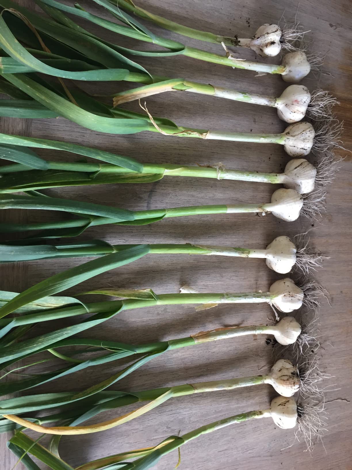 Live Seeds - Garlic Seeds Pack of 30 Cloves from 3 Bulbs -‘Solent Wight ...