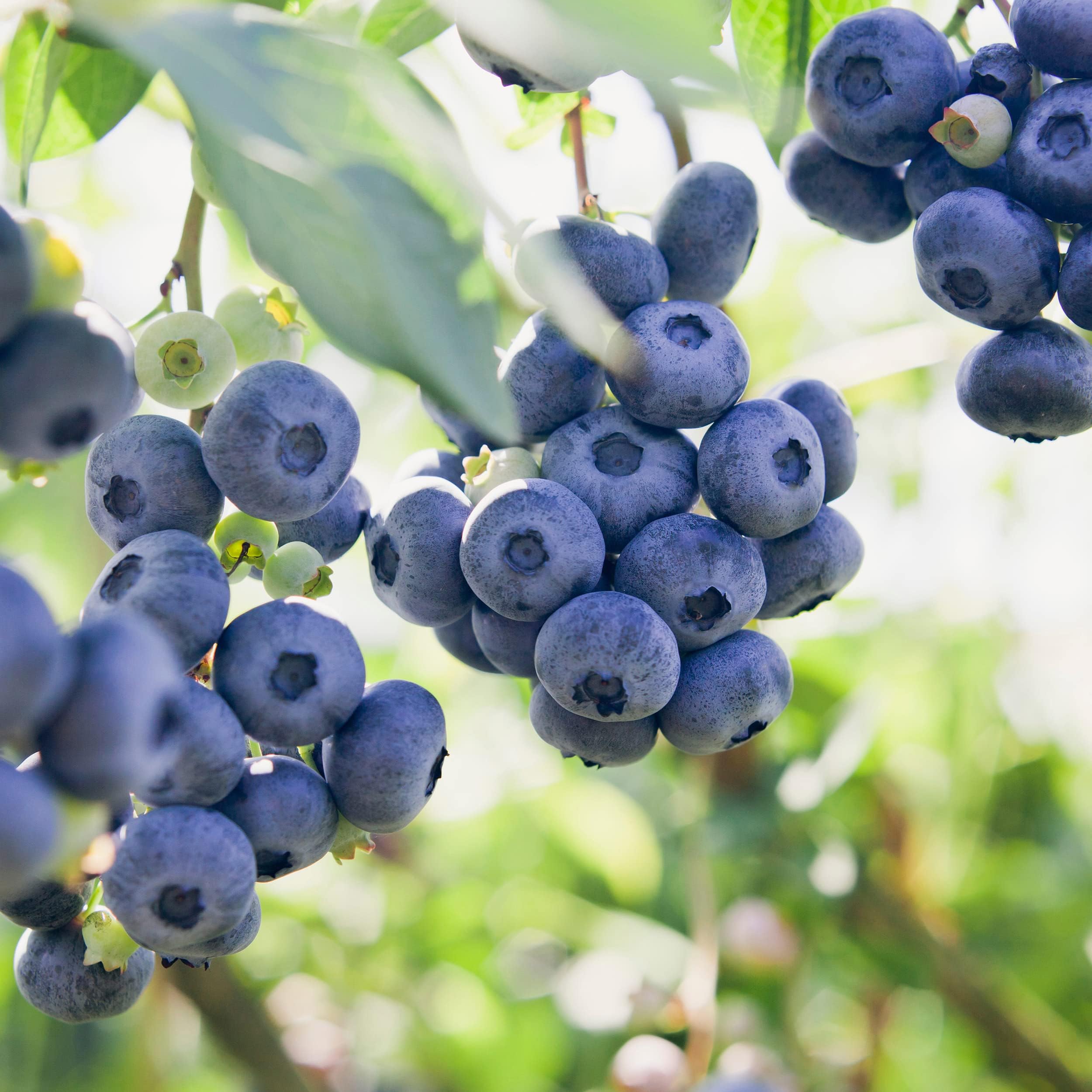 Amazon.com : Lowbush Blueberry Seeds - 250+ Seeds - Made in USA, Ships ...