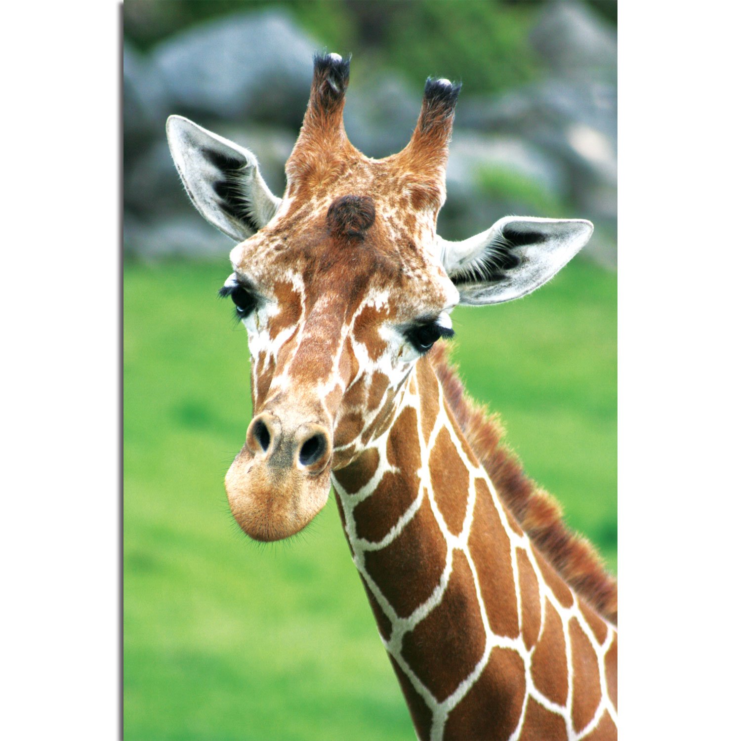 Amazon.com: Giraffe Hello by Patty Tuggle, 16x24-Inch Canvas Wall Art ...