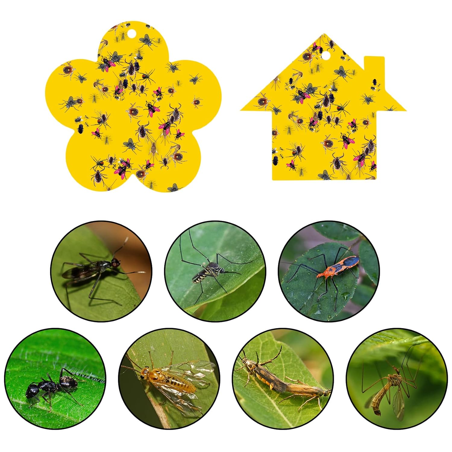 50 Pcs Yellow Sticky Fly Traps, with 100 Pcs Fix Ropes, Plant Fly ...