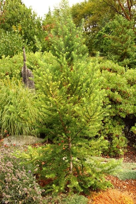 Amazon.com : Paper Lanterns CONTORTED Japanese Larch Larix kaempferi ...