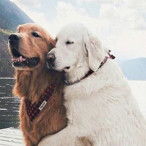 Cute Puppy Wallpapers - App on Amazon Appstore