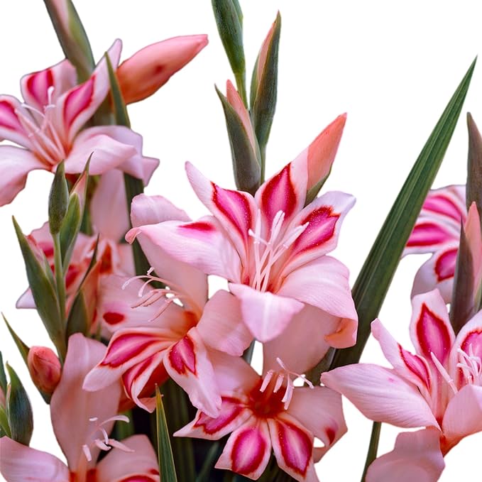 Amazon.com : Easy to Grow Hardy Gladiolus 'Impressive' Plant Bulbs (10 ...