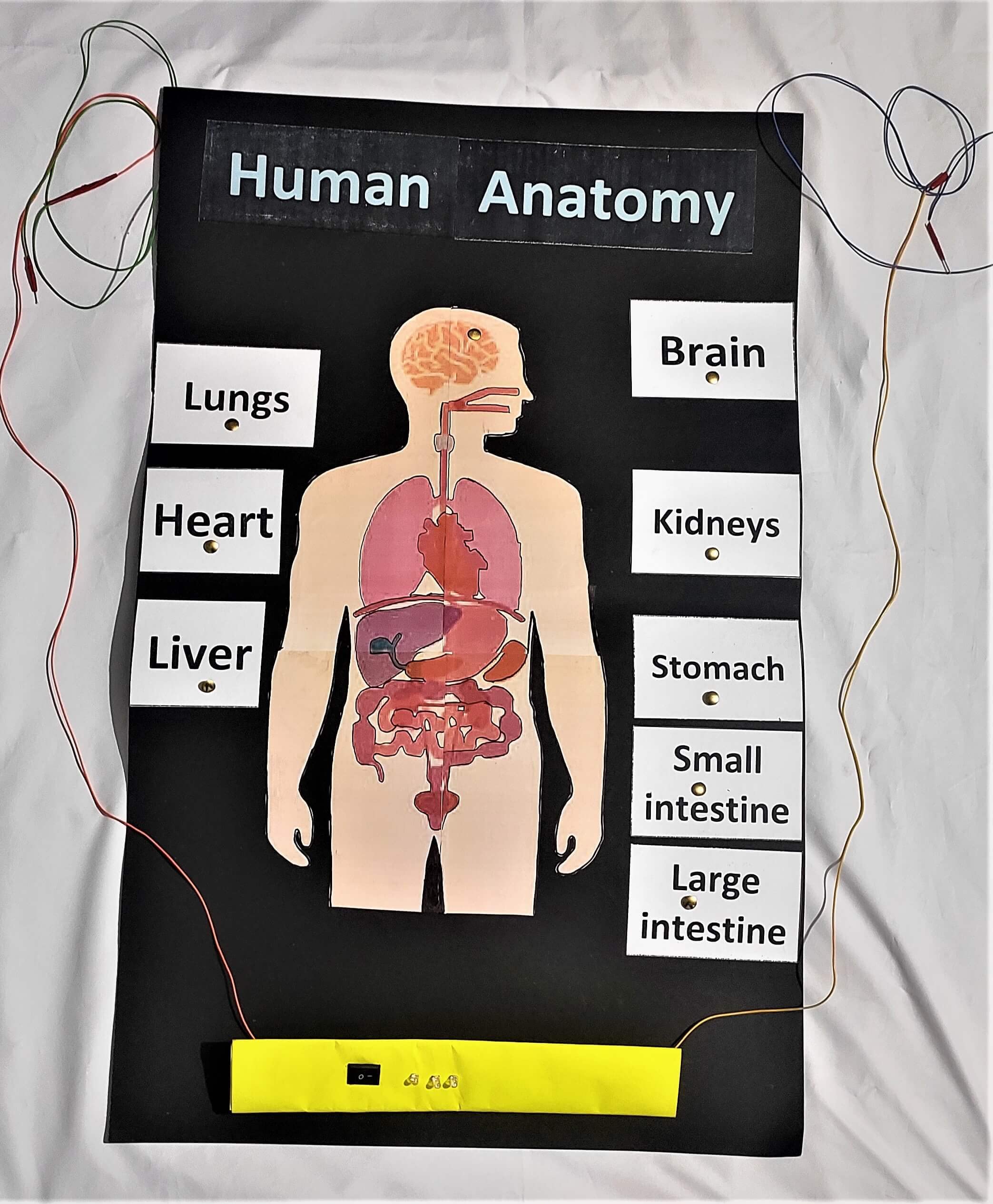 Human Body Parts Diagram Names