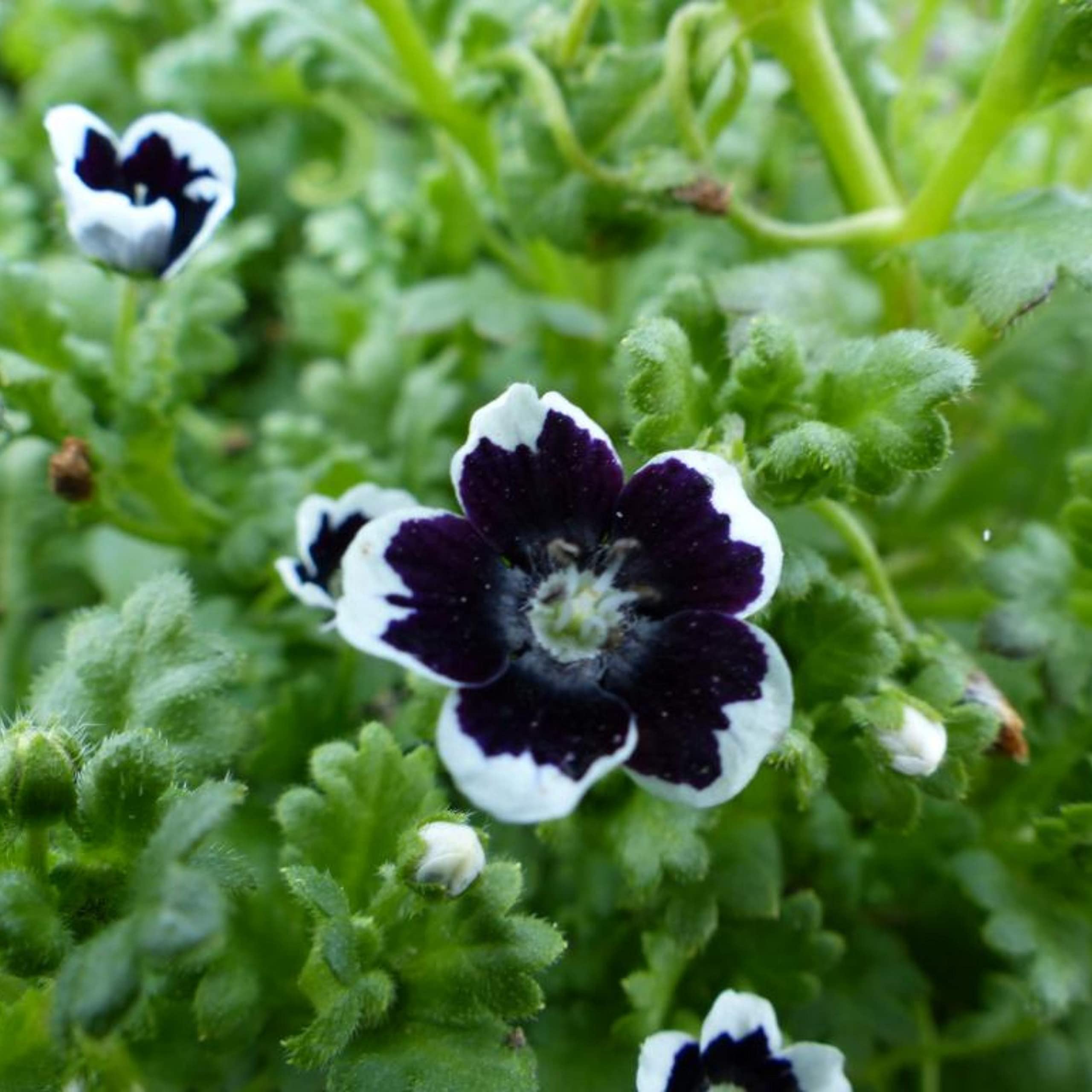 Nemophila Menziesii Penny Black