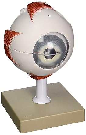 Amazon.com: Human Eye Model - Enlarged 5X Life Size - 6 Parts - Hand ...