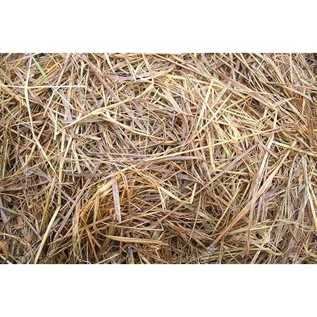 VISION CRAFTED Natural Paddy Straw/Paddy Mulch/Rice Straw for Organic ...