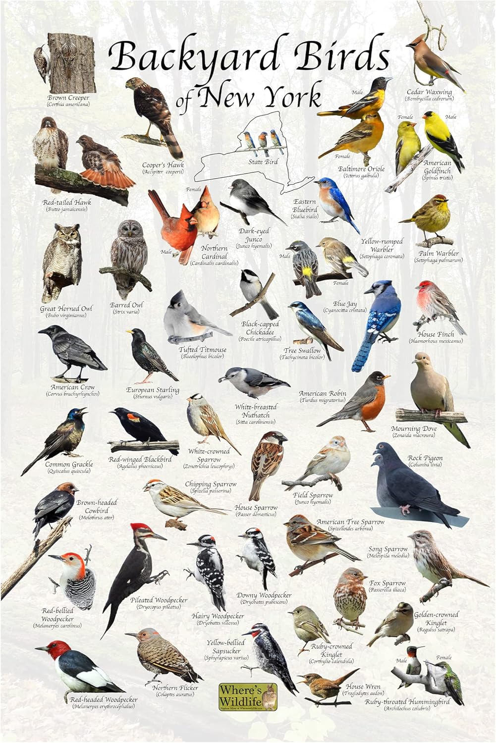 Amazon.com: Where's Wildlife Backyard Birds of New York Poster Print. Bird Identification Field ...