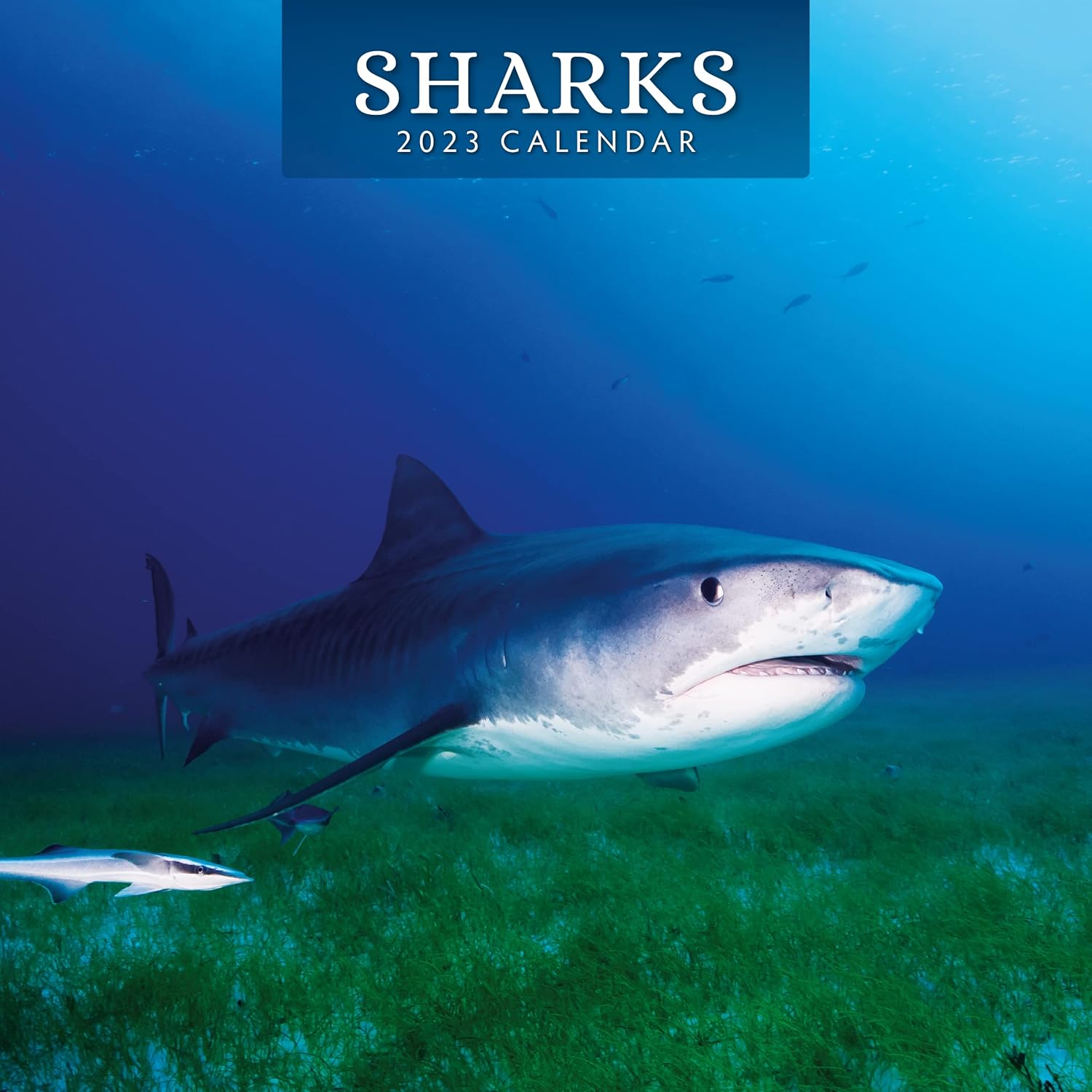 Amazon.com: 2023 Sharks Monthly Wall Calendar by Red Robin Calendars 12 ...