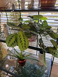 Amazon.com : Hopewind Plants Shop- Lemon Lime Prayer Plant, Lemon Lime ...