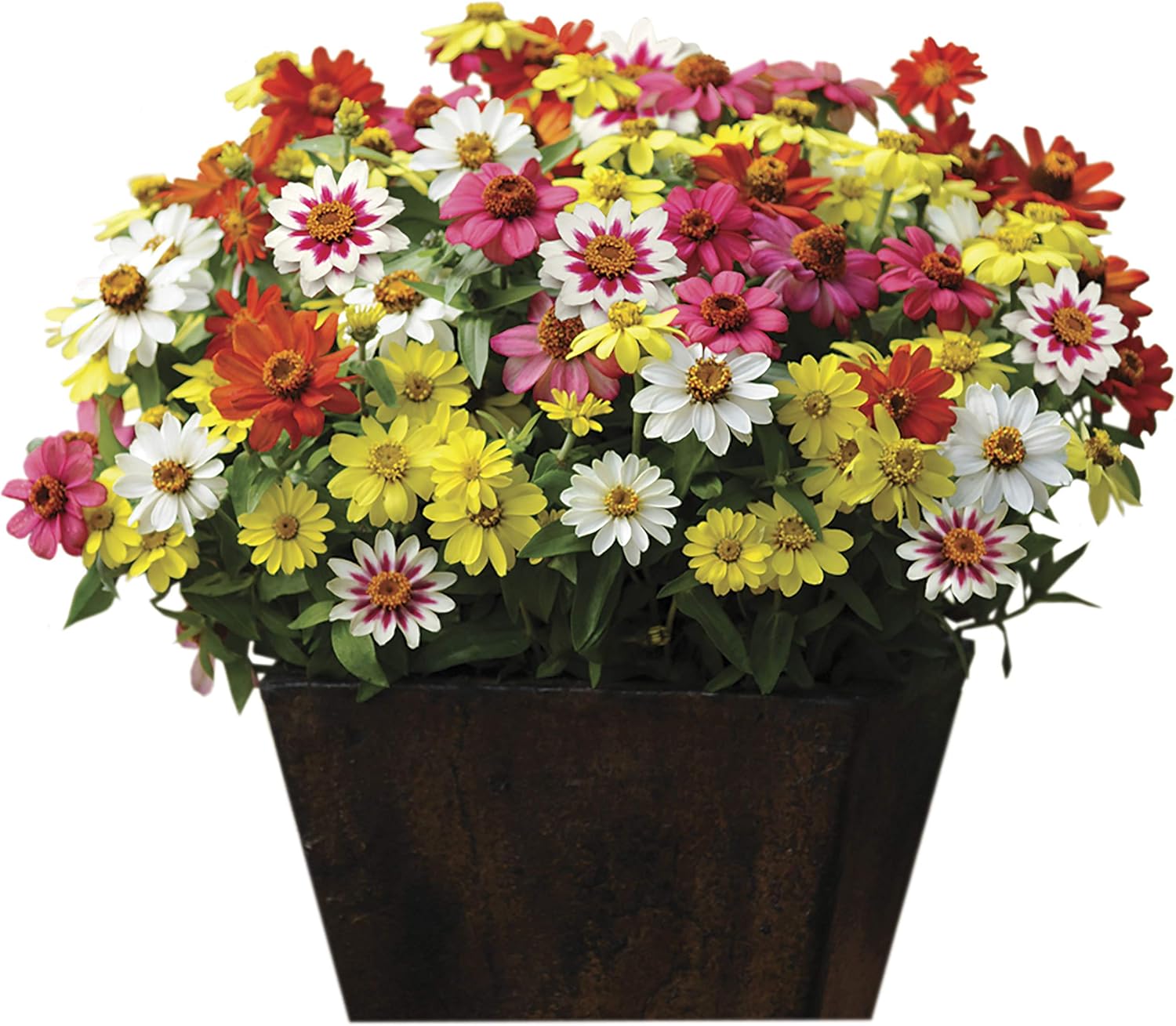Amazon.com : Park Seed Zinnia Seeds, Planting Flowers, Easy to Grow ...