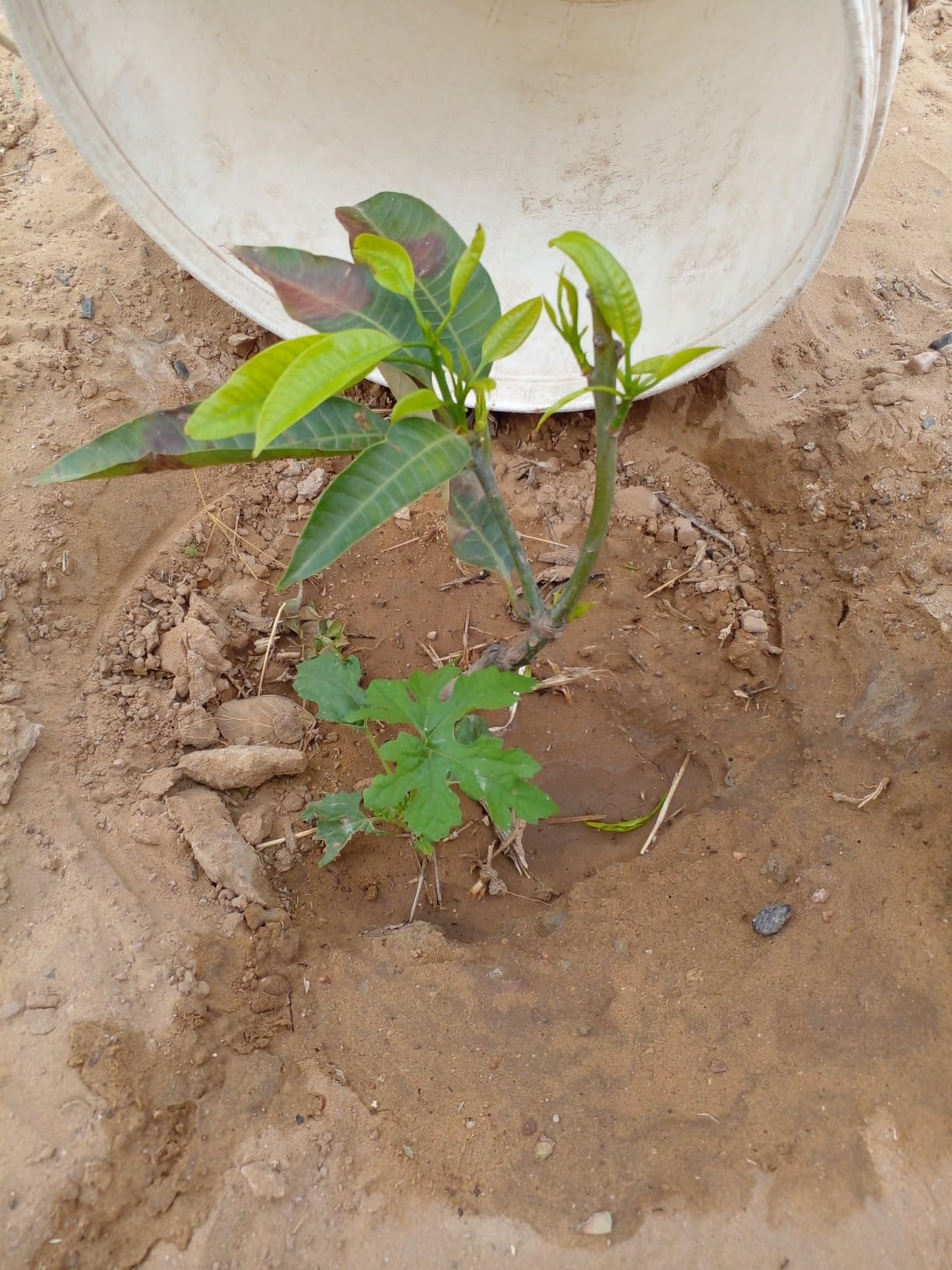 Amrapali mango tree plant (Pack of 2) : Amazon.in: Garden & Outdoors