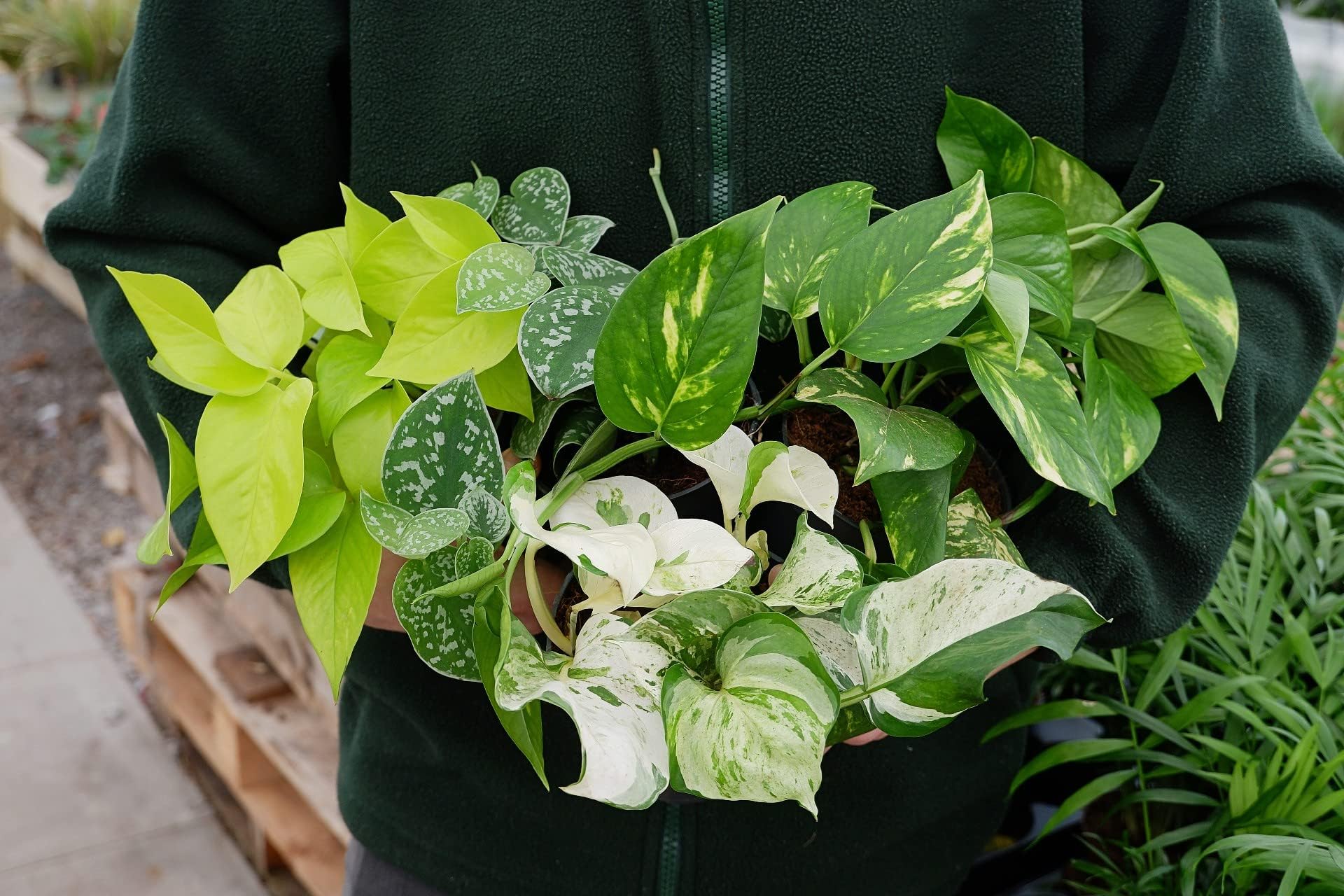 Scindapsus Plant in a Hanging Pot. Devils Ivy in 15cm Pot : Amazon.co ...