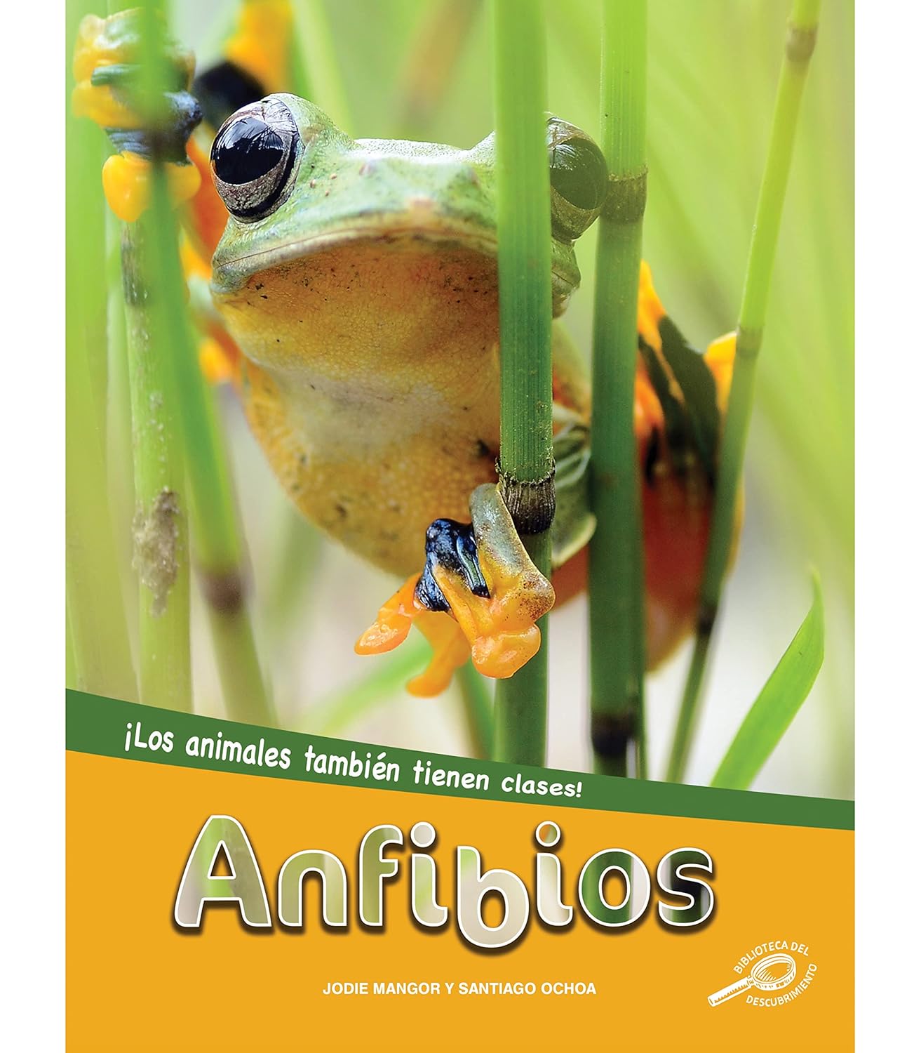 Rourke Educational Media Anfibios Amphibians Guided Reading Level N rourke-educational-media-anfibios-amphibians-guided-reading-level-n