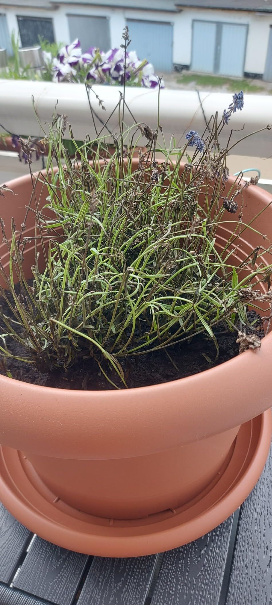 Plants by Frank - Set von 3 Echter Lavendel Pflanze im Dekotopf 'Deluxe ...