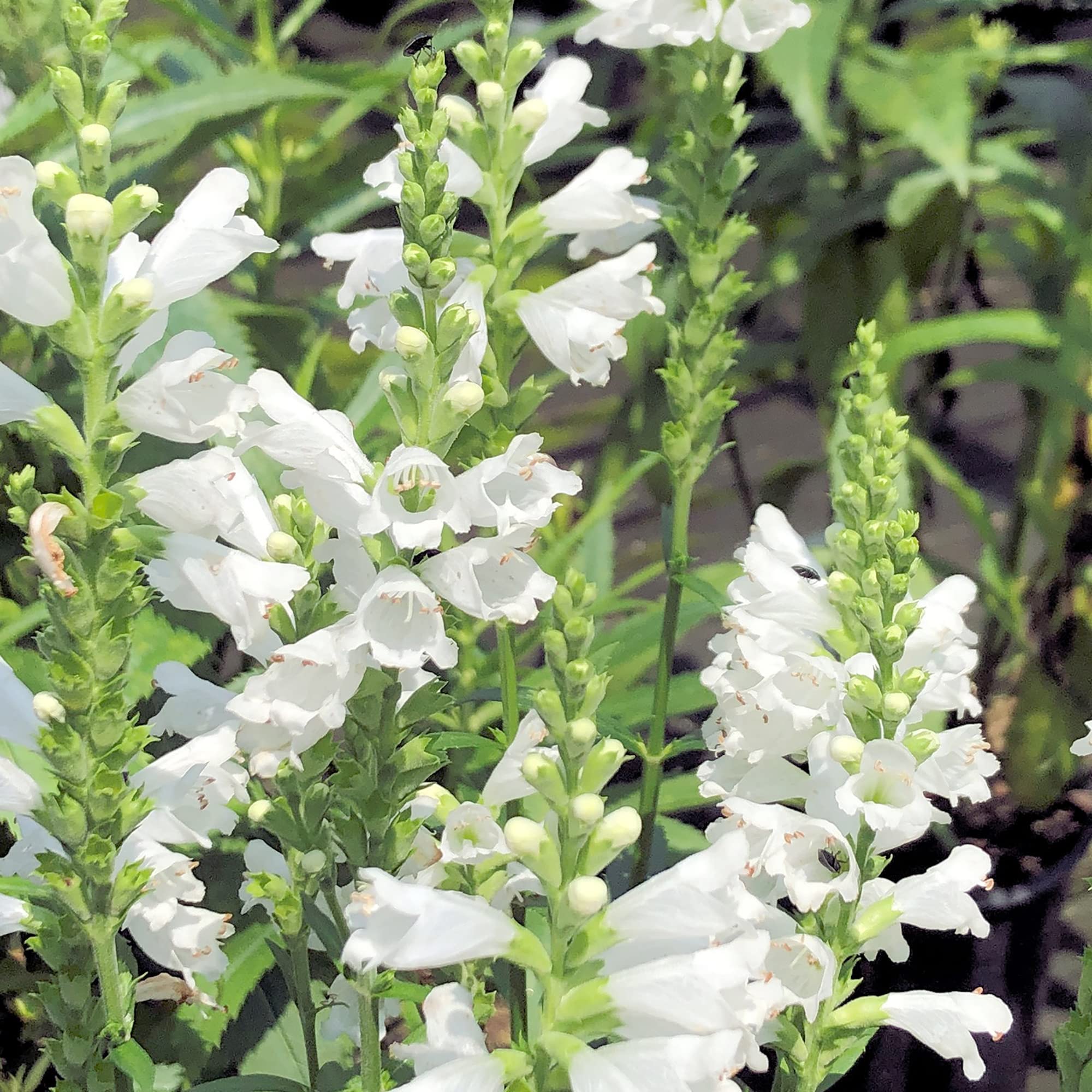 Amazon.com : White Obedient Plant Seeds False Dragon Head, Physostegia ...