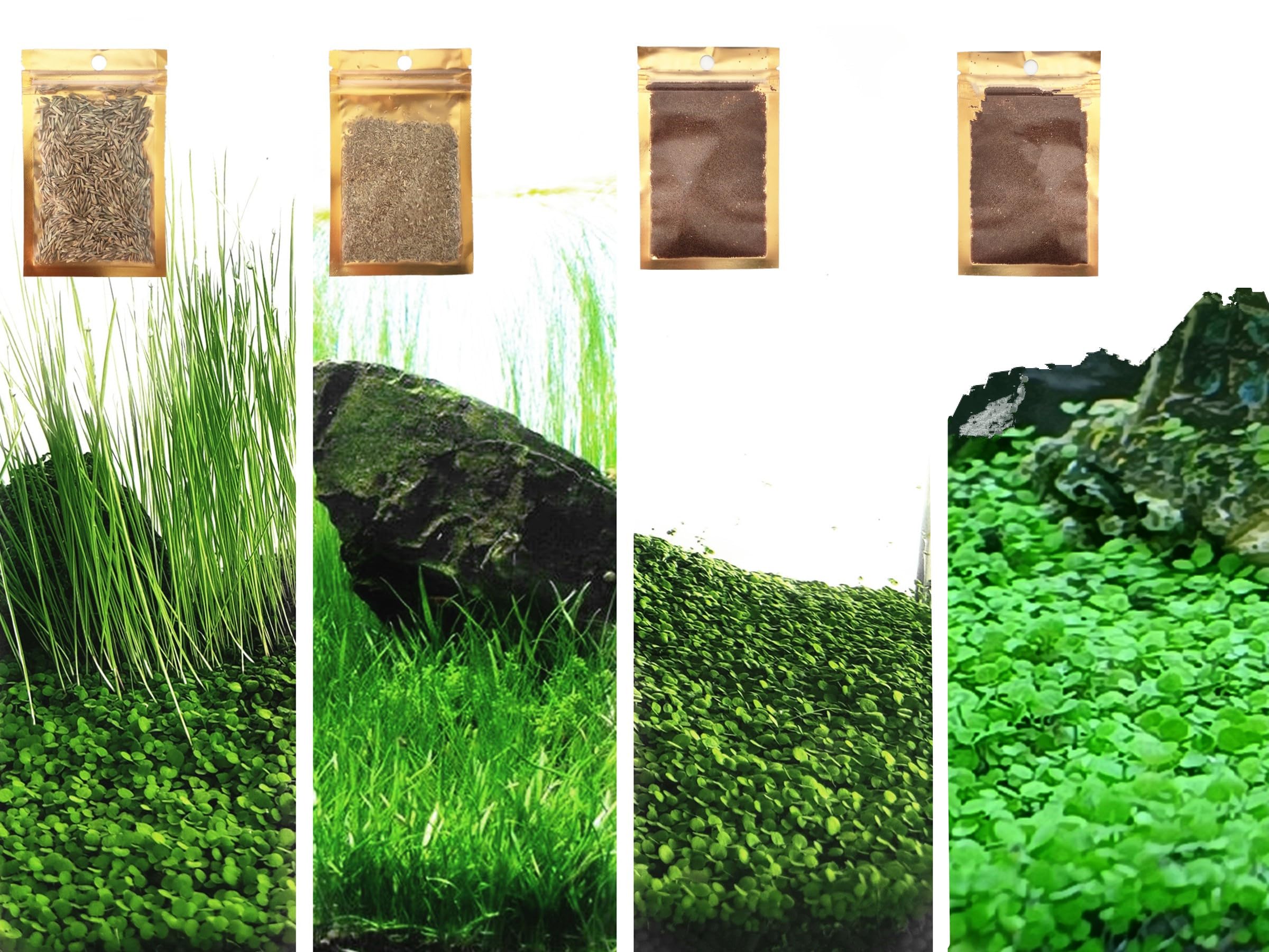 Amazon.com: 4 Bag Aquarium Plant S.e.e.ds, not Artificial Plastic Plant ...