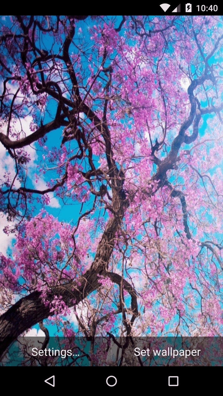 Spring Trees Live Wallpaper