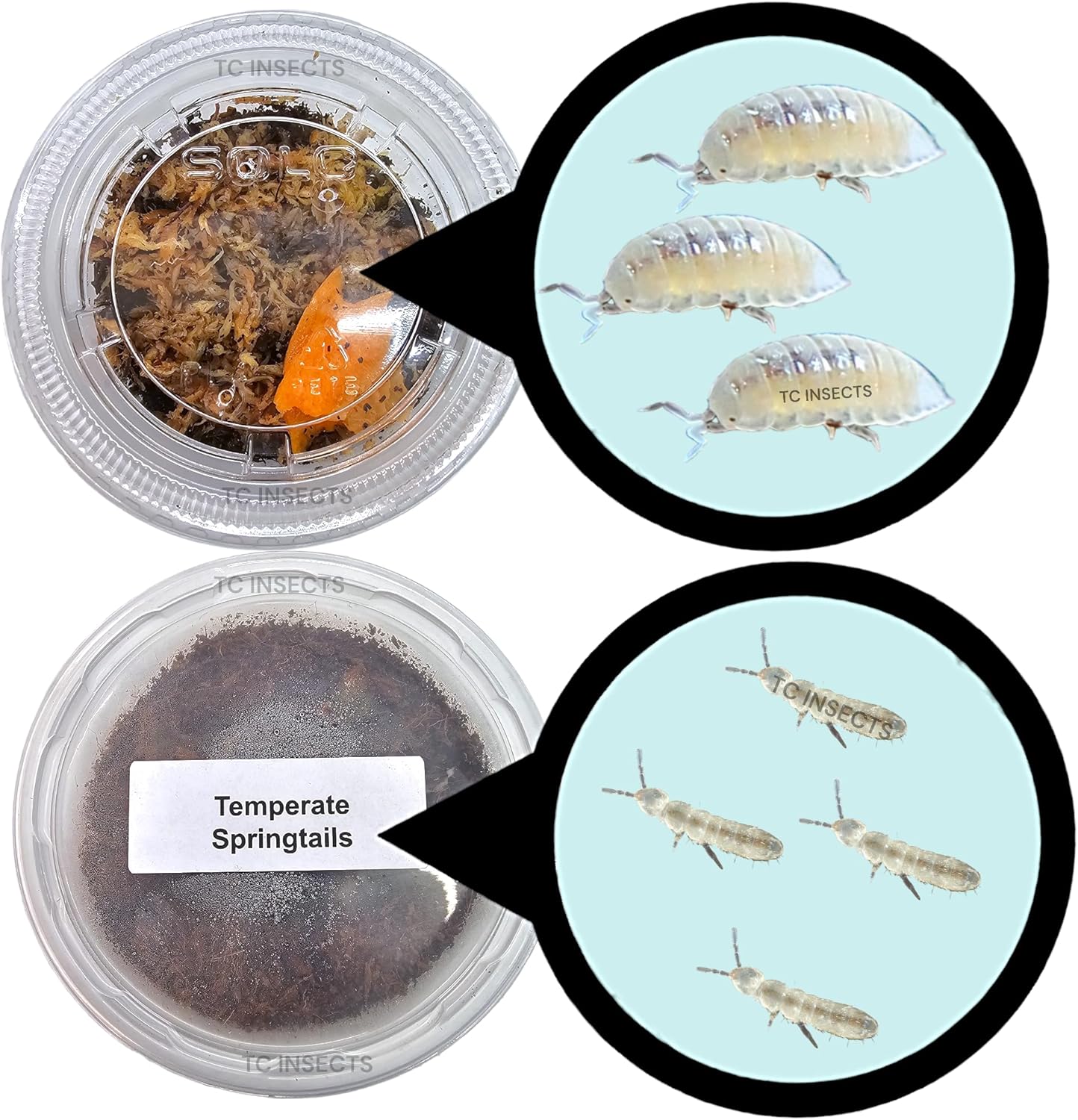 Amazon.com : TC INSECTS 20 Dwarf White Isopods | 8oz Coco Temperate ...