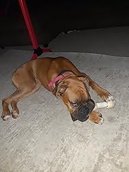 Amazon.com : Castor & Pollux Good Buddy Made in USA Natural Chicken ...