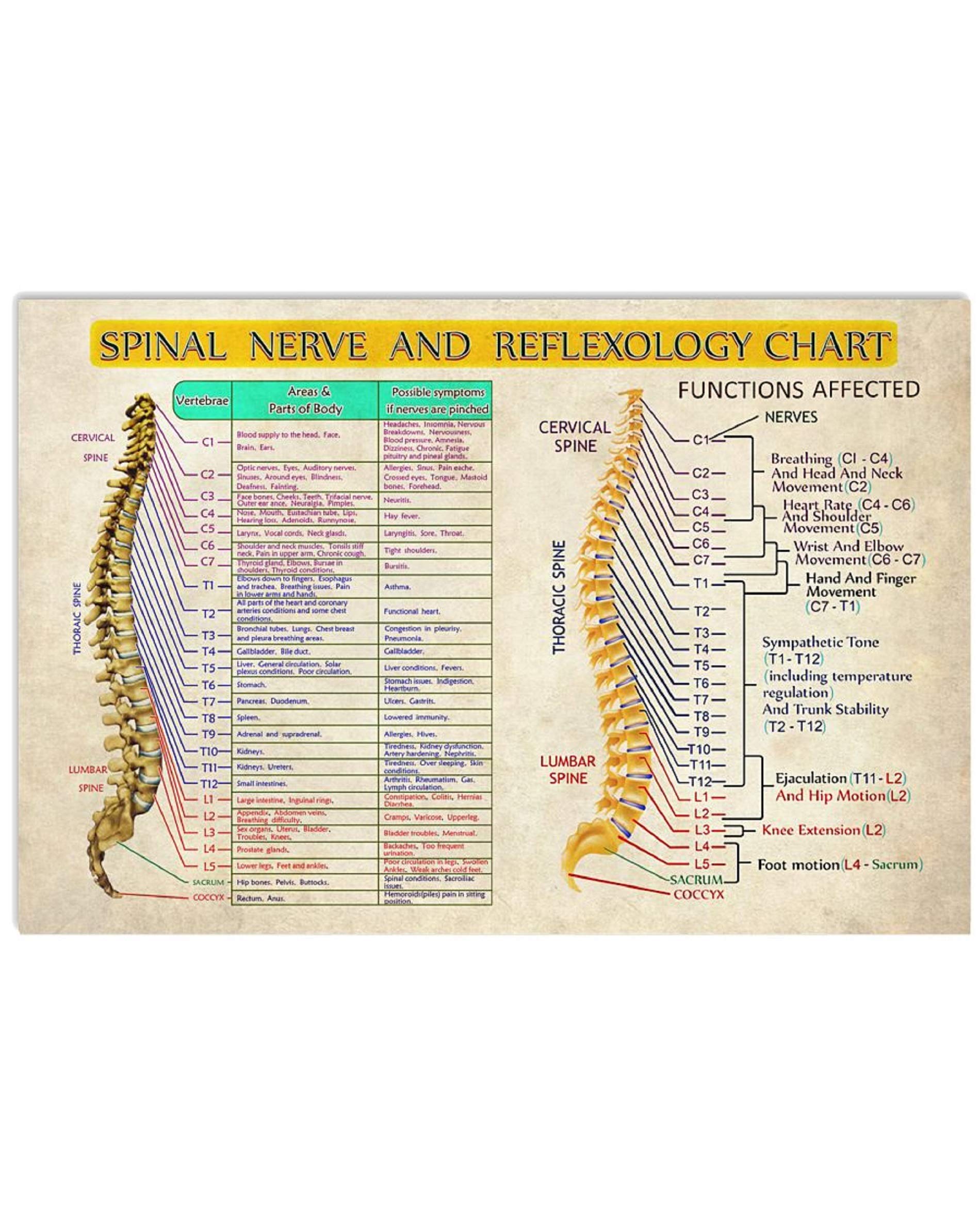 Buy Chiropractic Chart Spinal Nerve And Reflexology Chart , Canvas ...