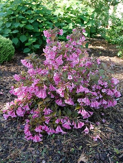 Amazon.com : Sonic Bloom® Wine Weigela - Hot Pink, Everblooming ...
