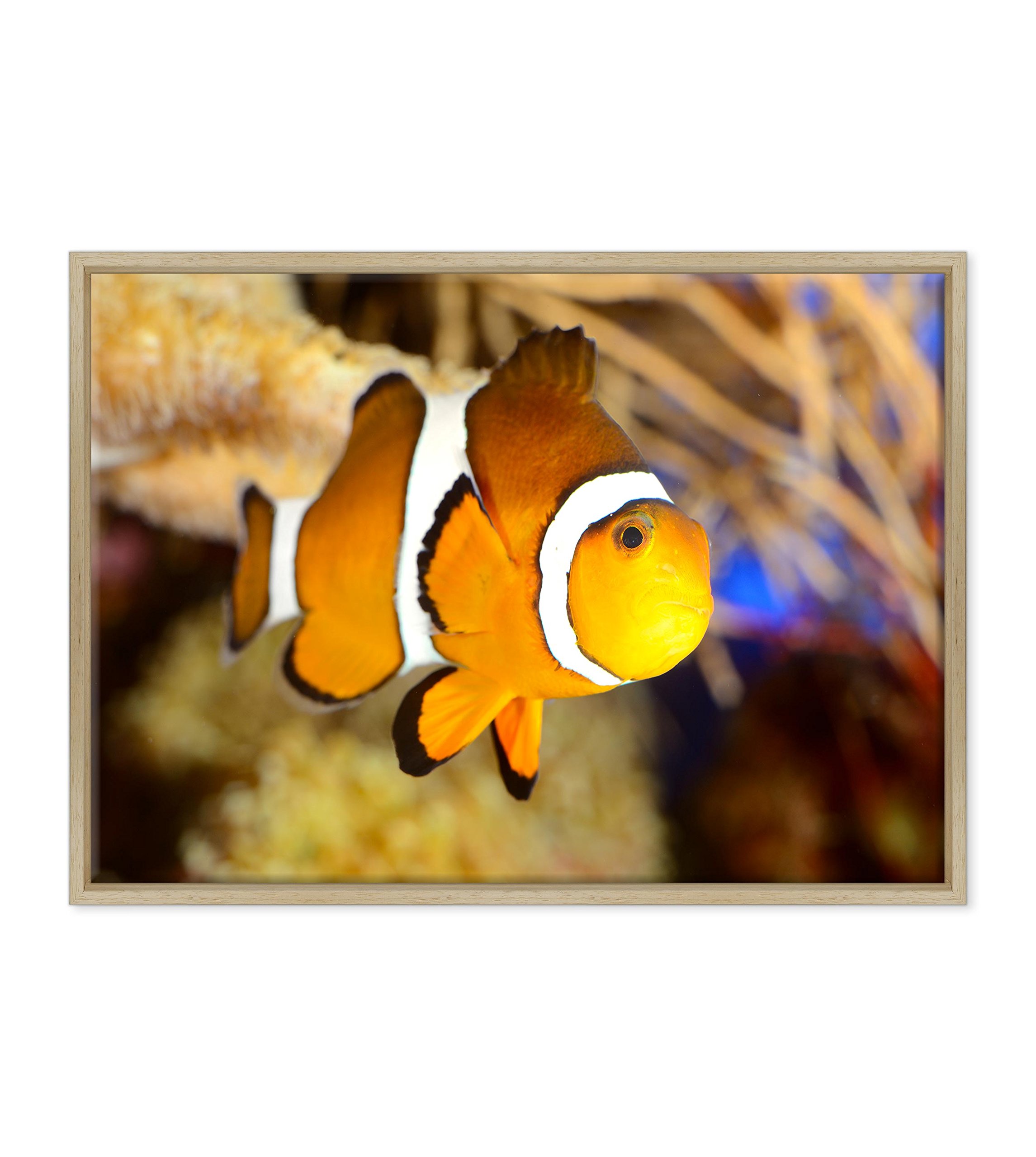Clownvis Tekeningen Clownfish Paradise Painting By Svitozar Nenyuk