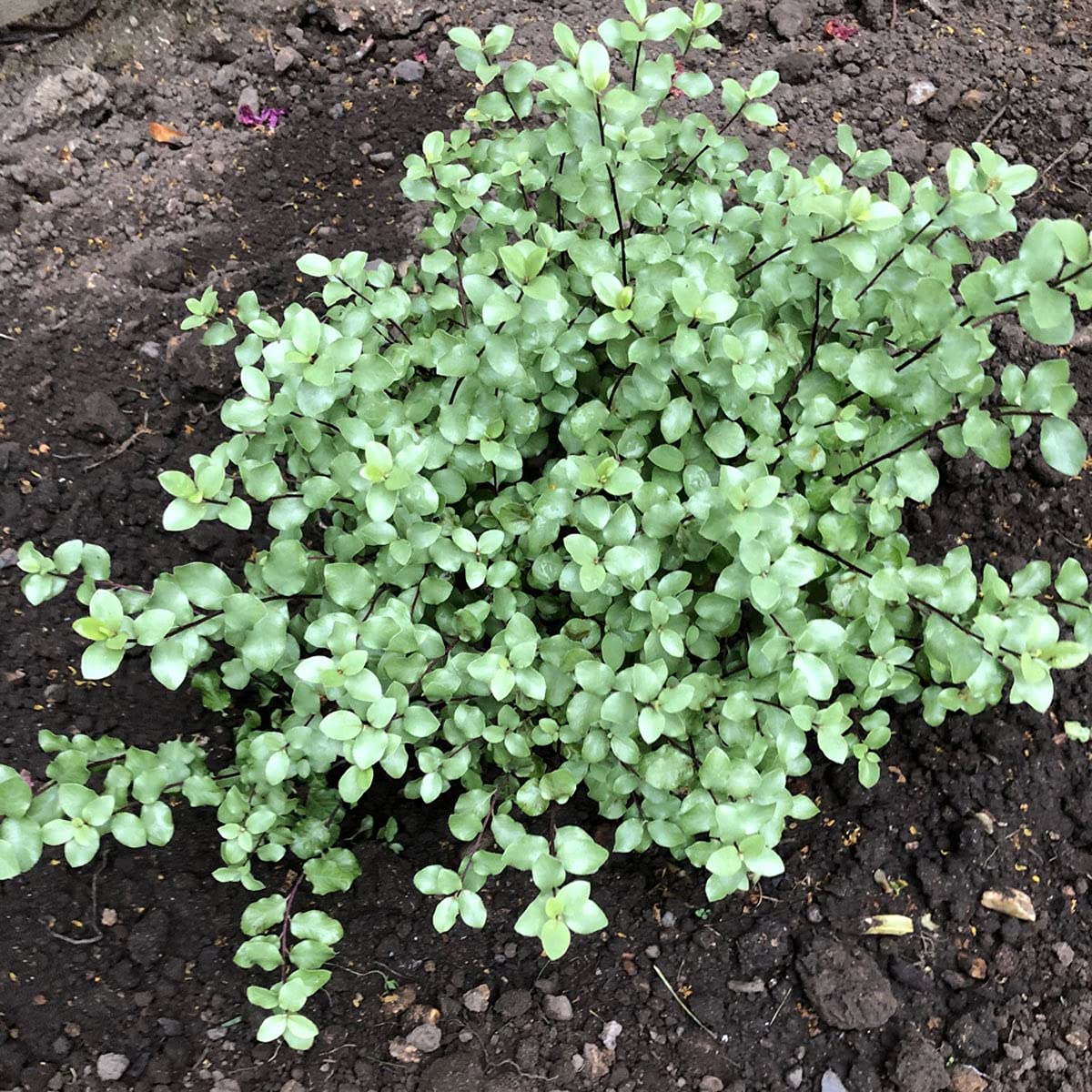 Buy Pittosporum tenuifolium Wrinkled Blue - New Zealand Pittosporum ...