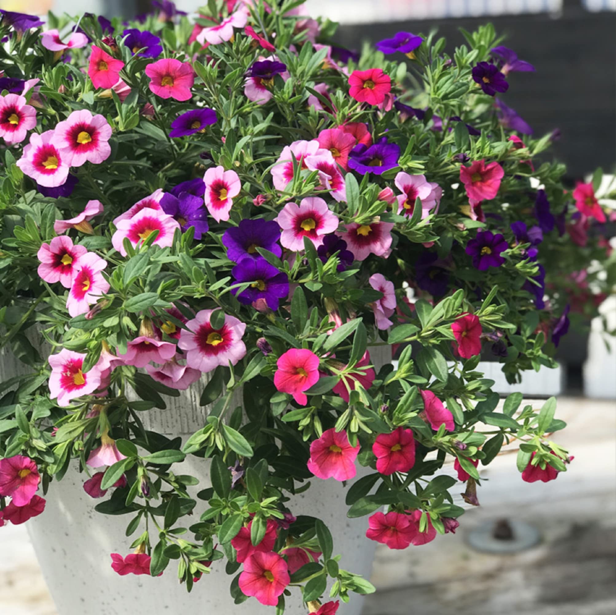 Amazon.com : CHUXAY GARDEN Mix Calibrachoa Flower Seed 60 Seeds Colorful Million Bells Flowers ...