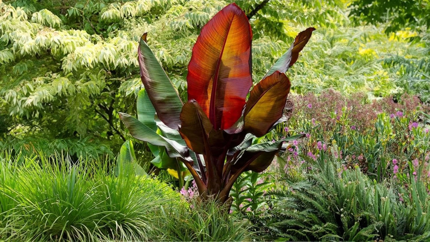 Red banana tree live plant (Pack of 2) : Amazon.in: Garden & Outdoors
