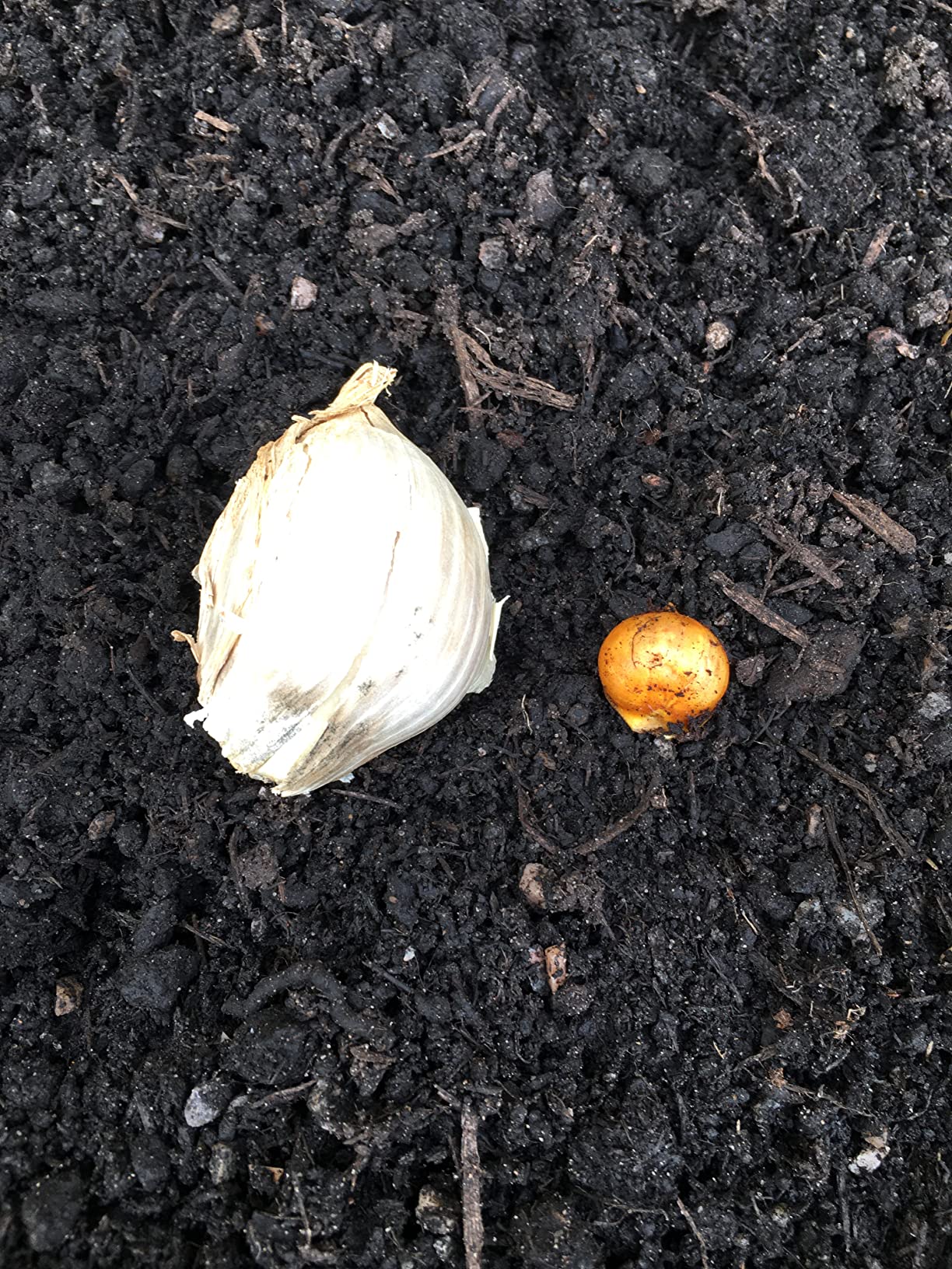 UK Crop Genuine Elephant Garlic 10 Corms Rare…You Will get corms ...