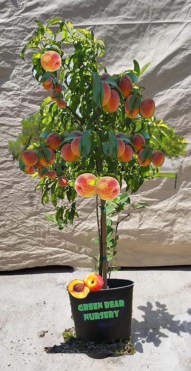 Amazon.com : Dwarf Grafted Contender Peach Peach Tree, 3-4ft, 5 Gallon ...