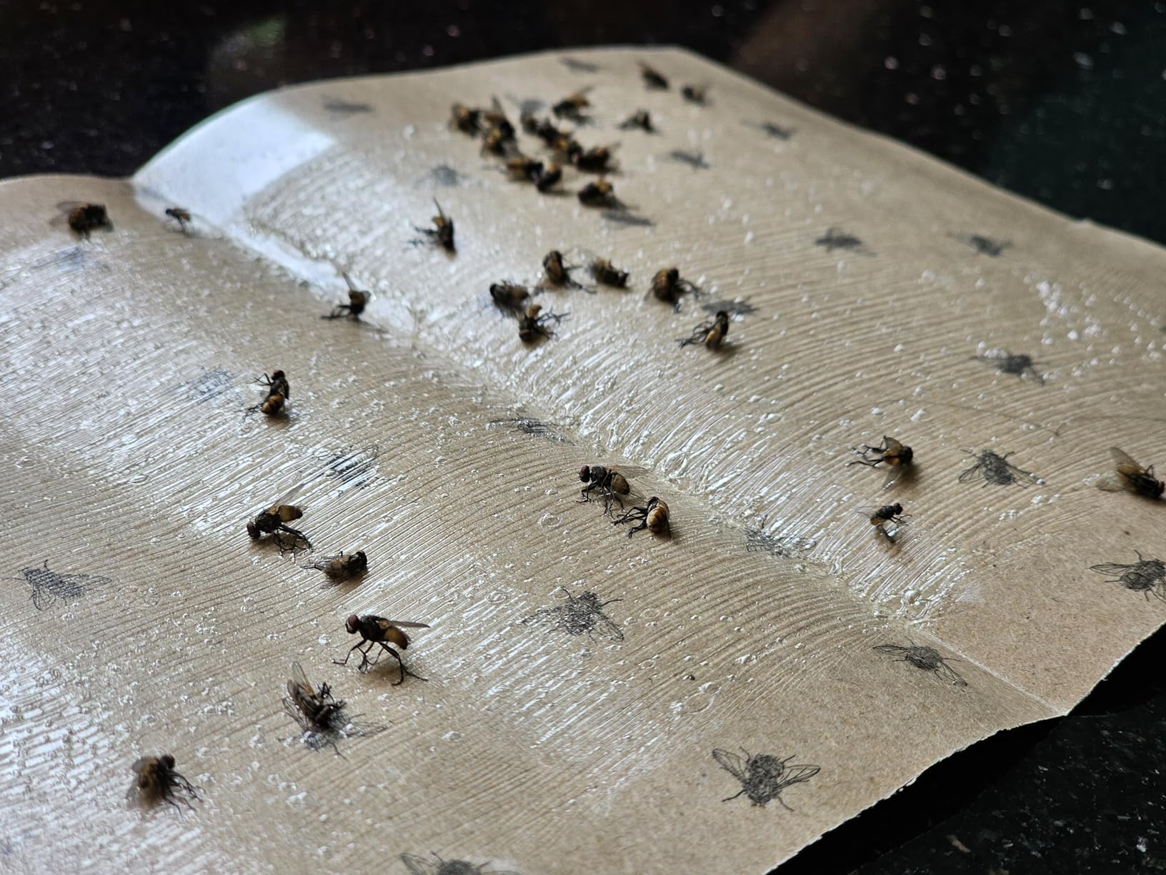 Myfam Fly Trap Sticker Paper/Sticky Traps For Home Flies - Pack Of 15 ...
