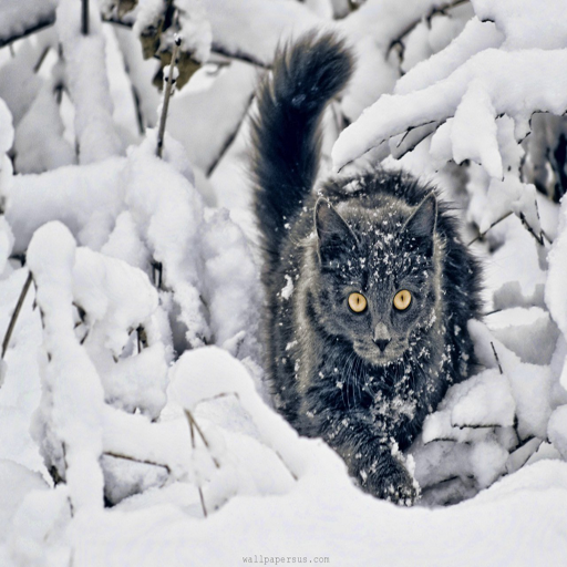 Cat Wallpaper - App on Amazon Appstore