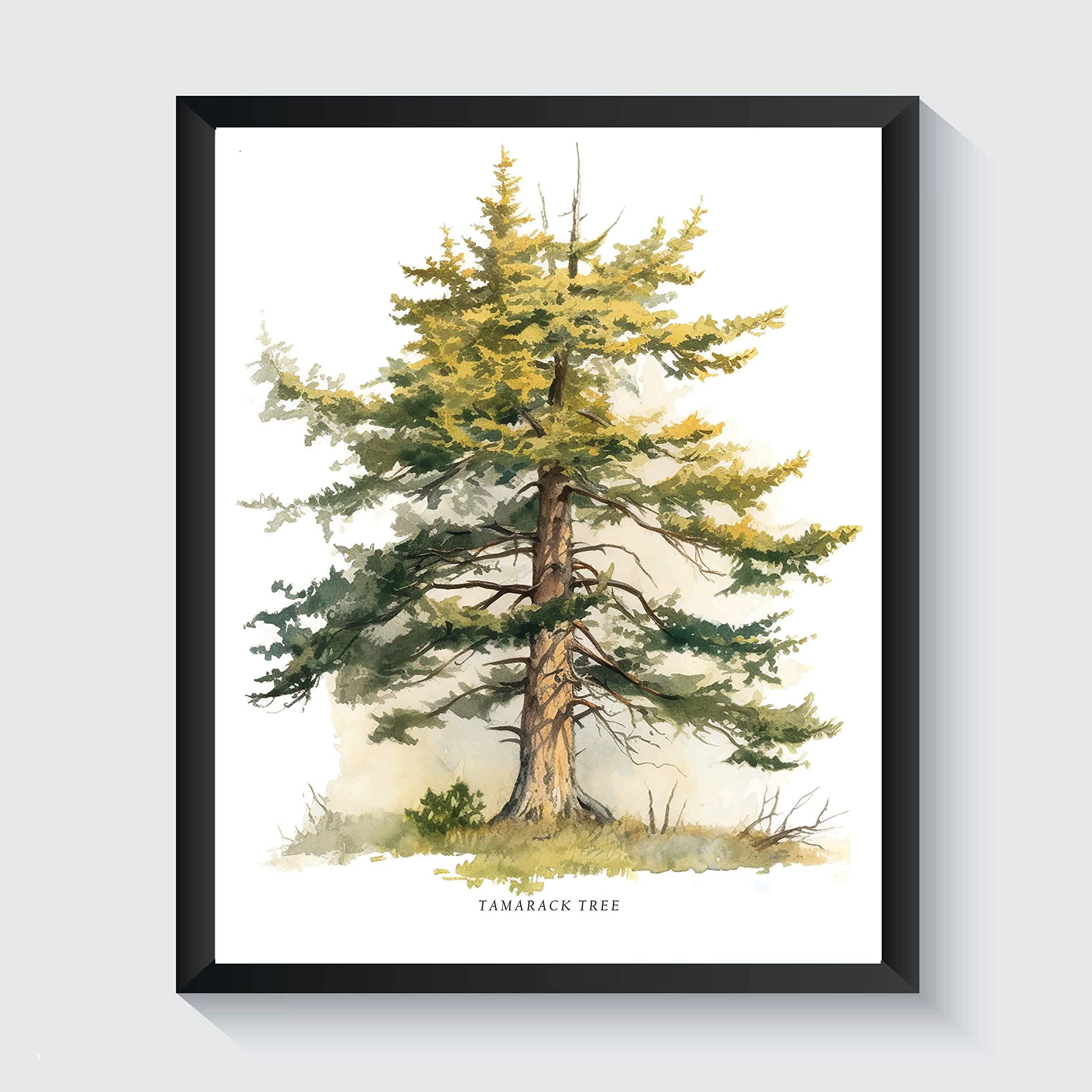 Tamarack