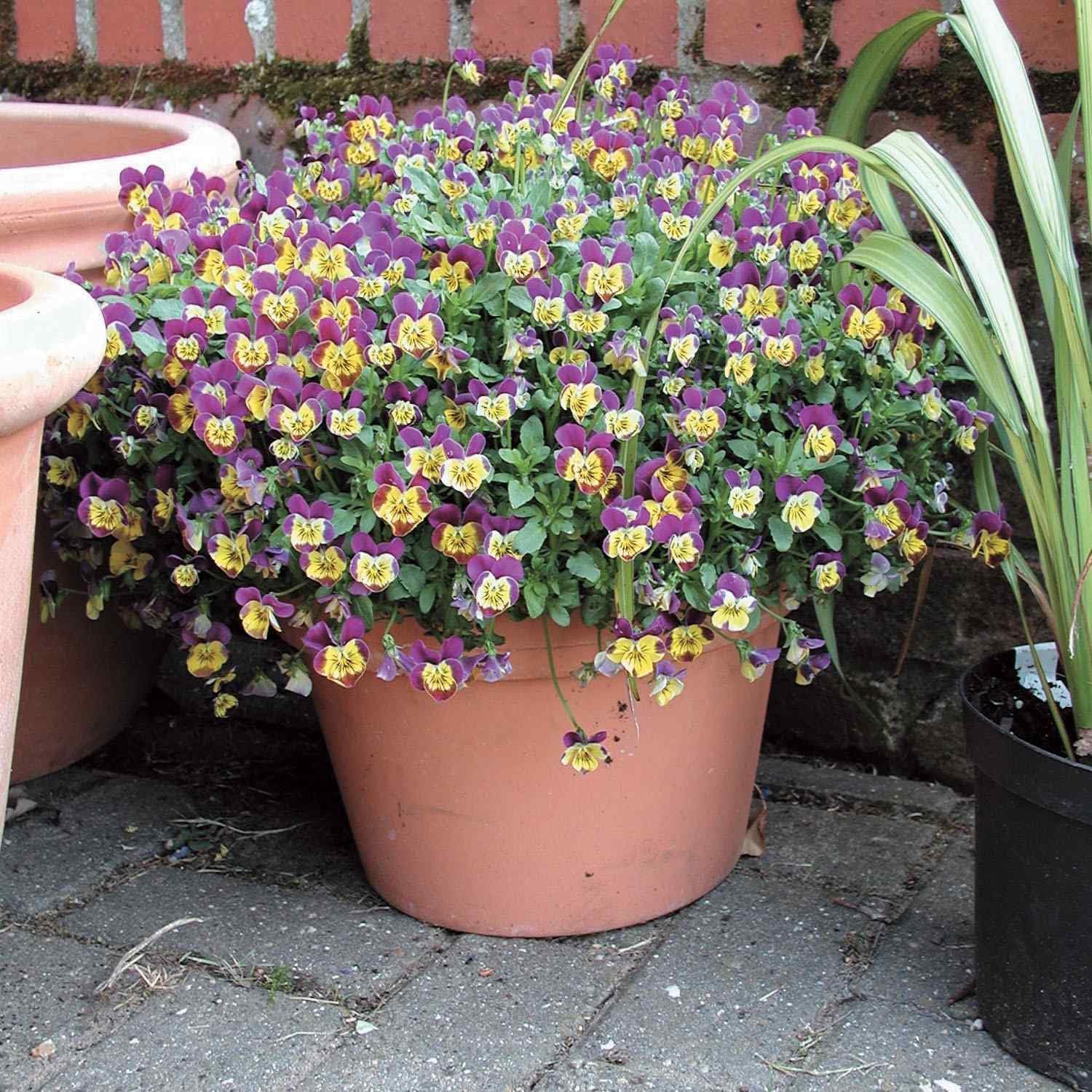 Amazon.com : Outsidepride 100 Seeds Annual Viola Miniola Heart Purple ...