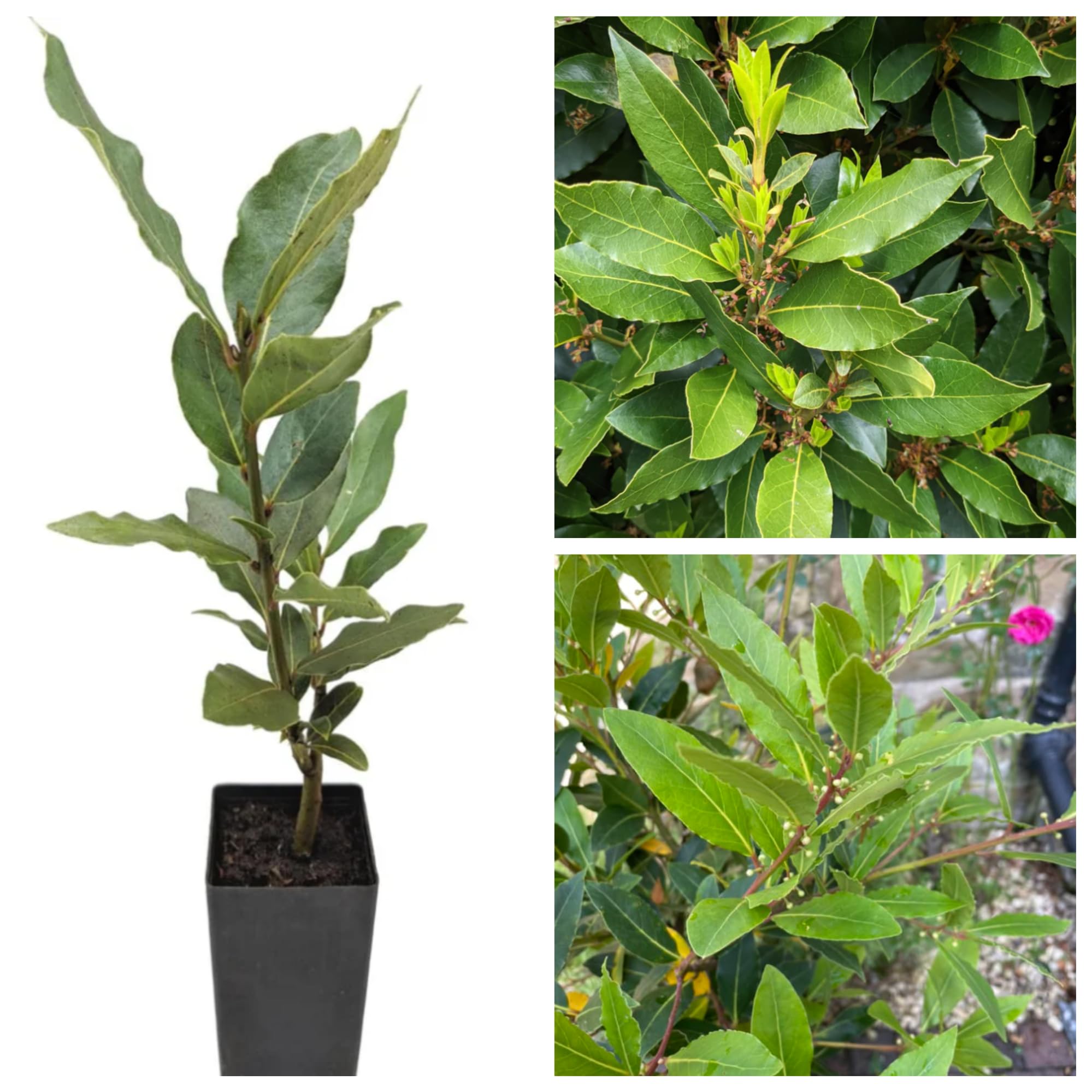 Amazon.com : Live Bay Laurel Tree Bay Leaf Tree Sweet Bay Tree Laurus ...