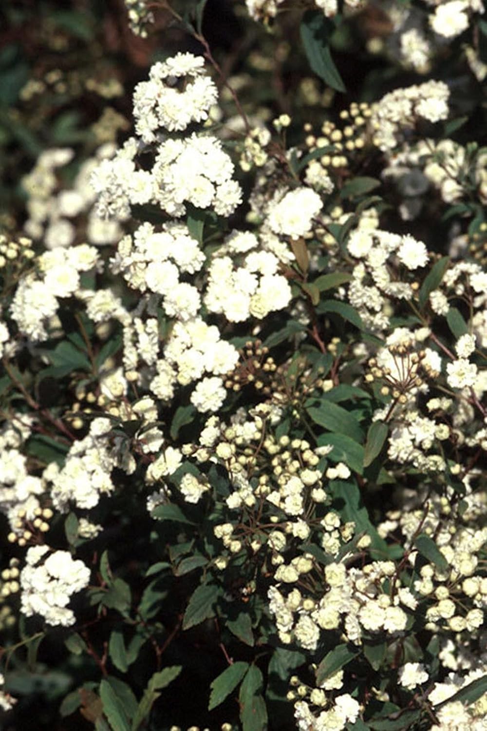 Amazon.com : Reeves Spiraea Bridal Wreath (Ornamental, Bush, Green ...